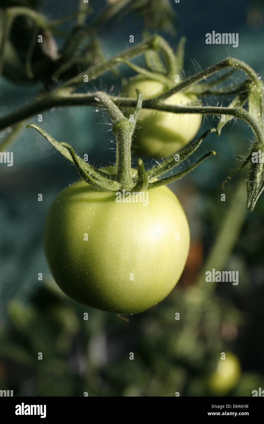 Tomato green ripening solanum hi-res stock photography and images - Alamy
