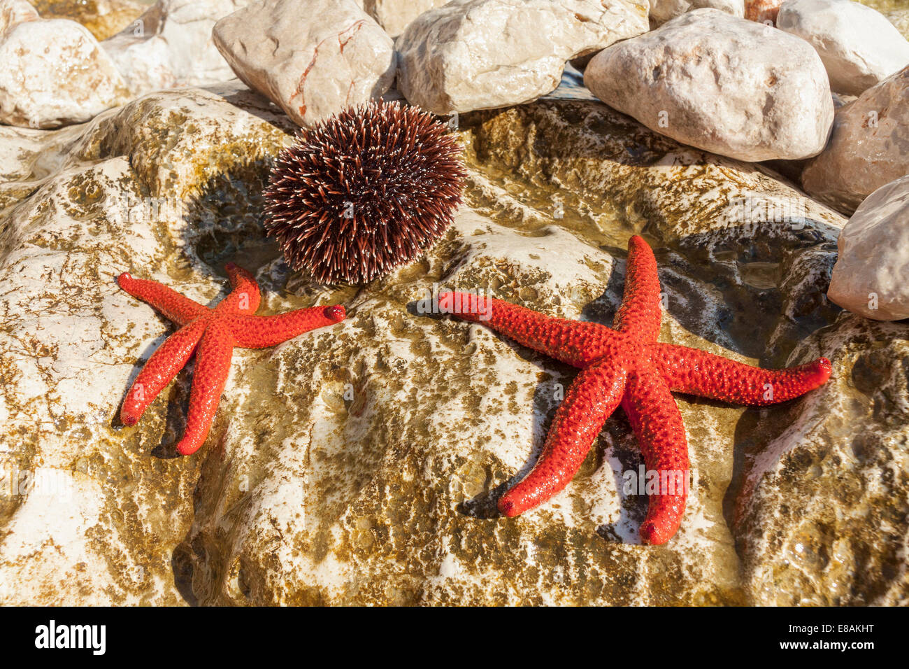 Starfish and sea urchin on a rock in, Jagodna village, Hvar island ...