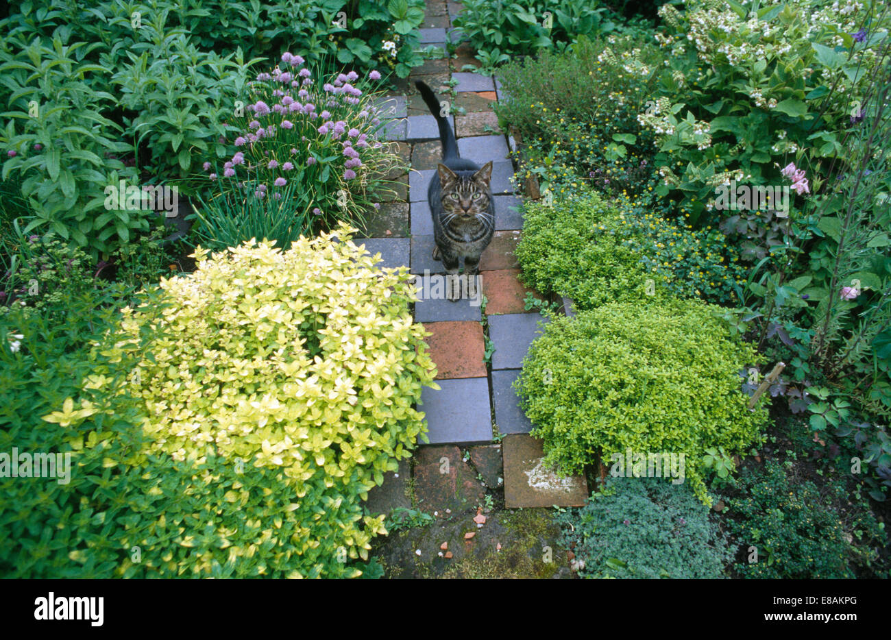 Tabby cat walking down brick path in herb garden Stock Photo - Alamy