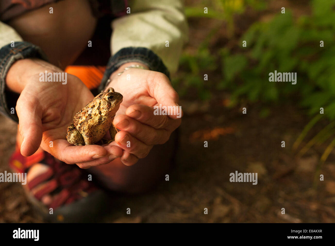Hand holding toad hi-res stock photography and images - Alamy