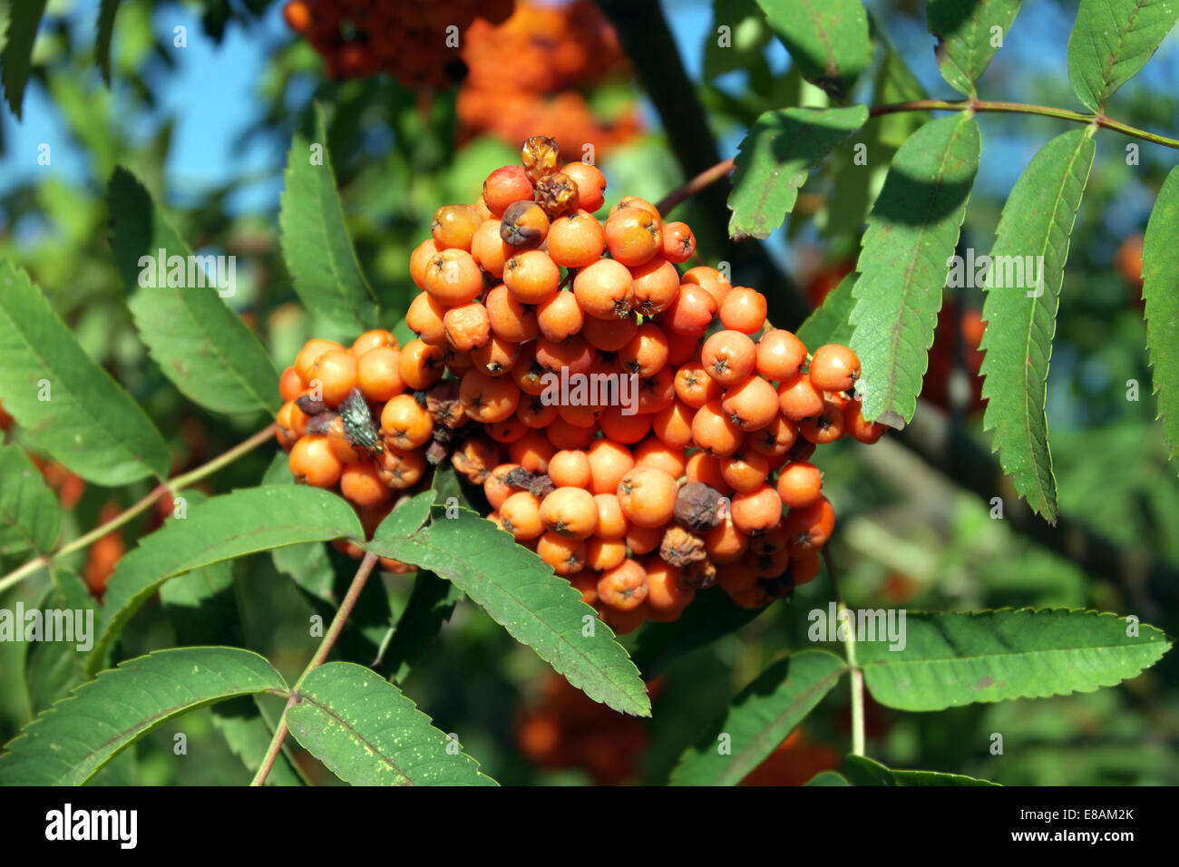 ashberry at dry sunny day Stock Photo - Alamy