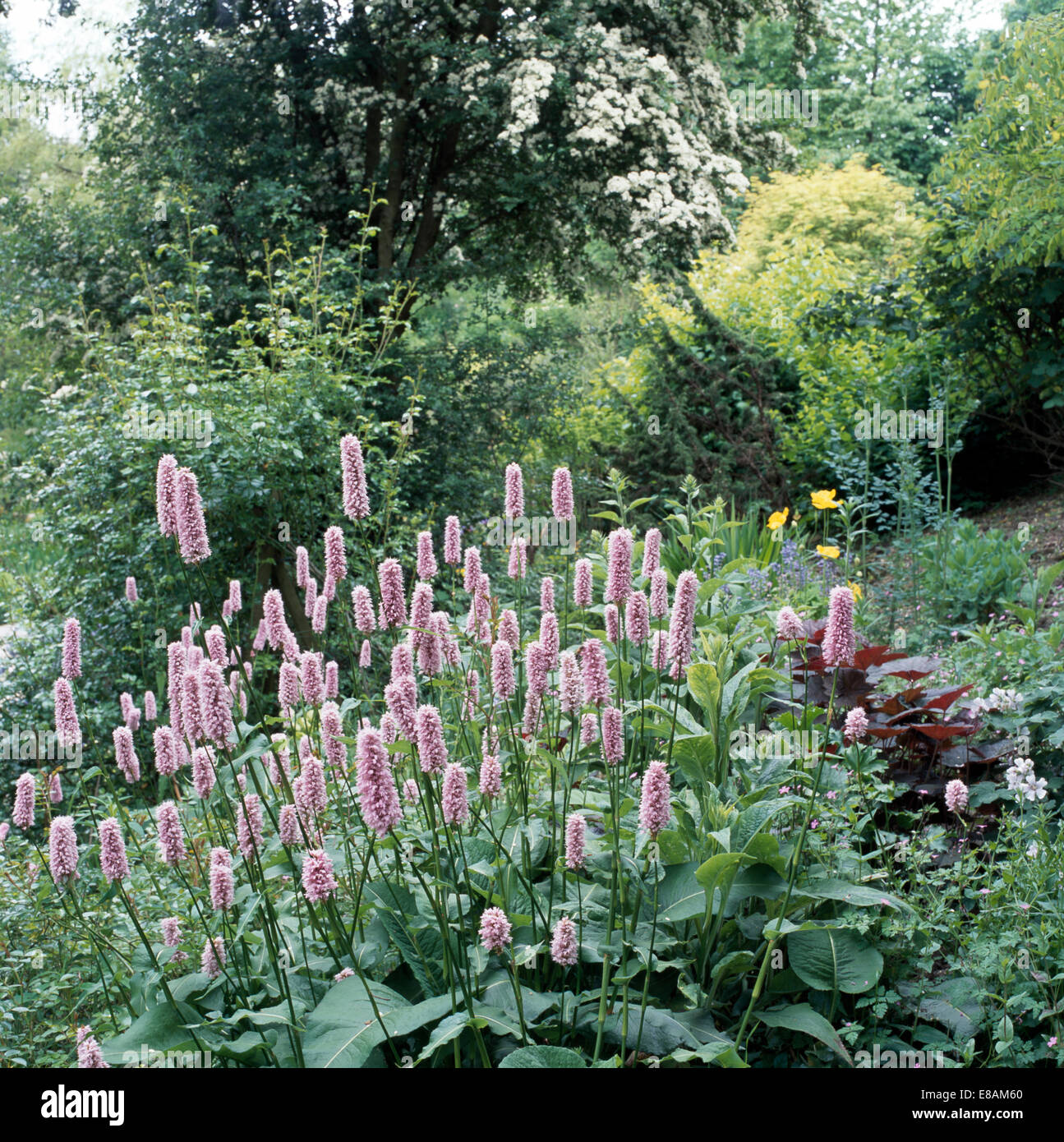 Pink persicaria growing in large summer border Stock Photo - Alamy