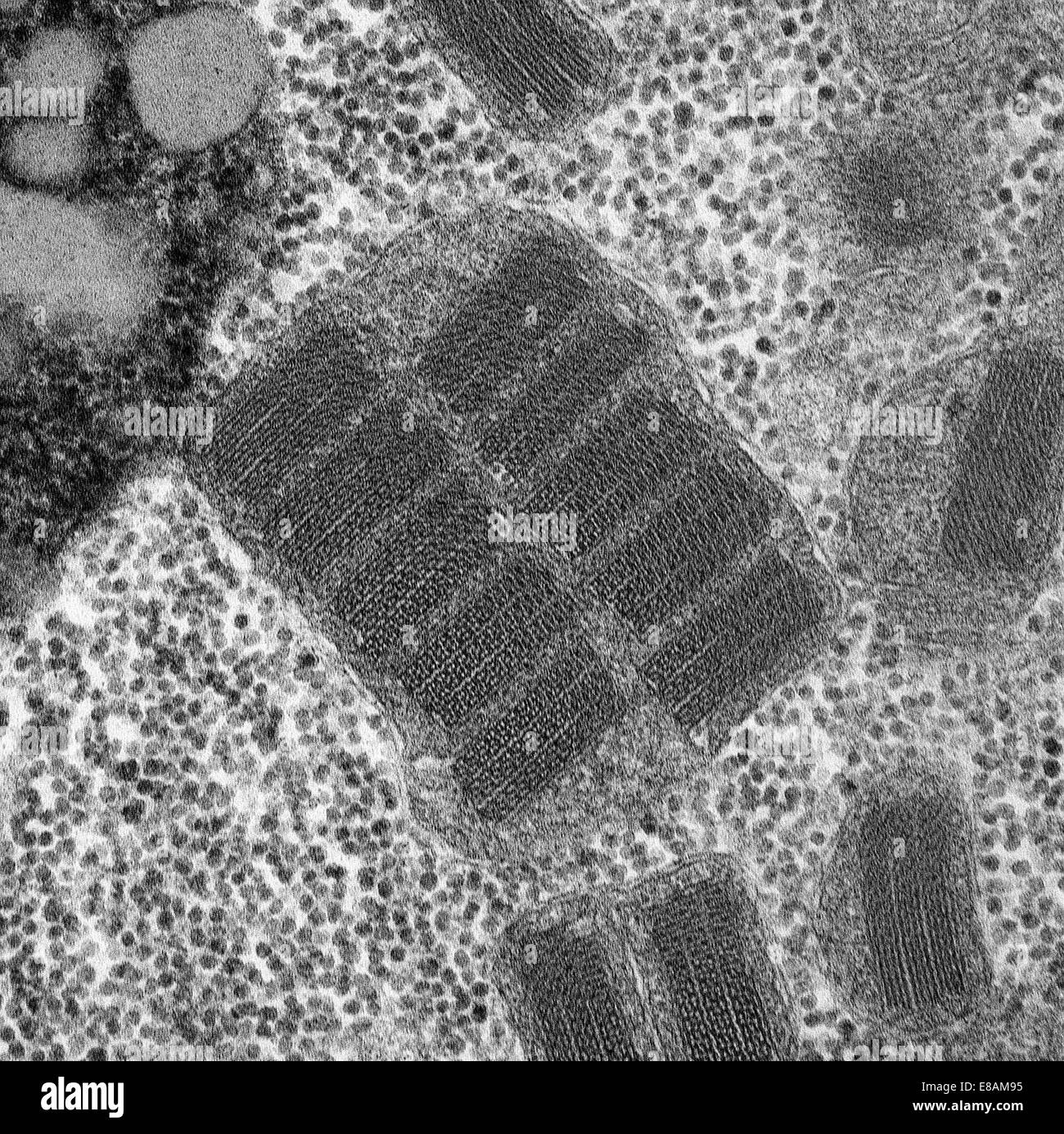 Mitochondria micrograph hi-res stock photography and images - Alamy