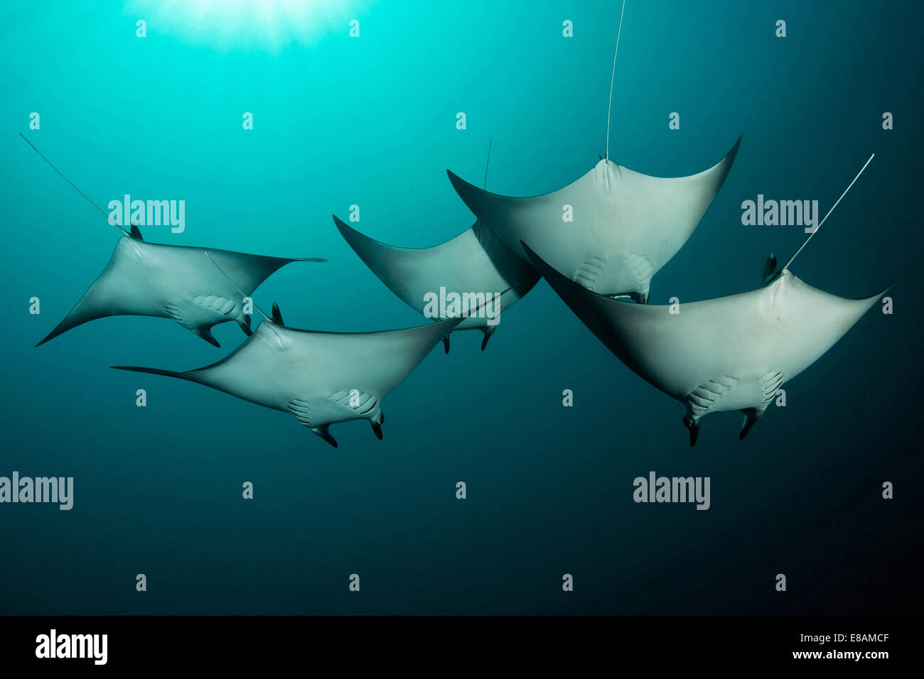 Underside view manta ray manta hi-res stock photography and images - Alamy