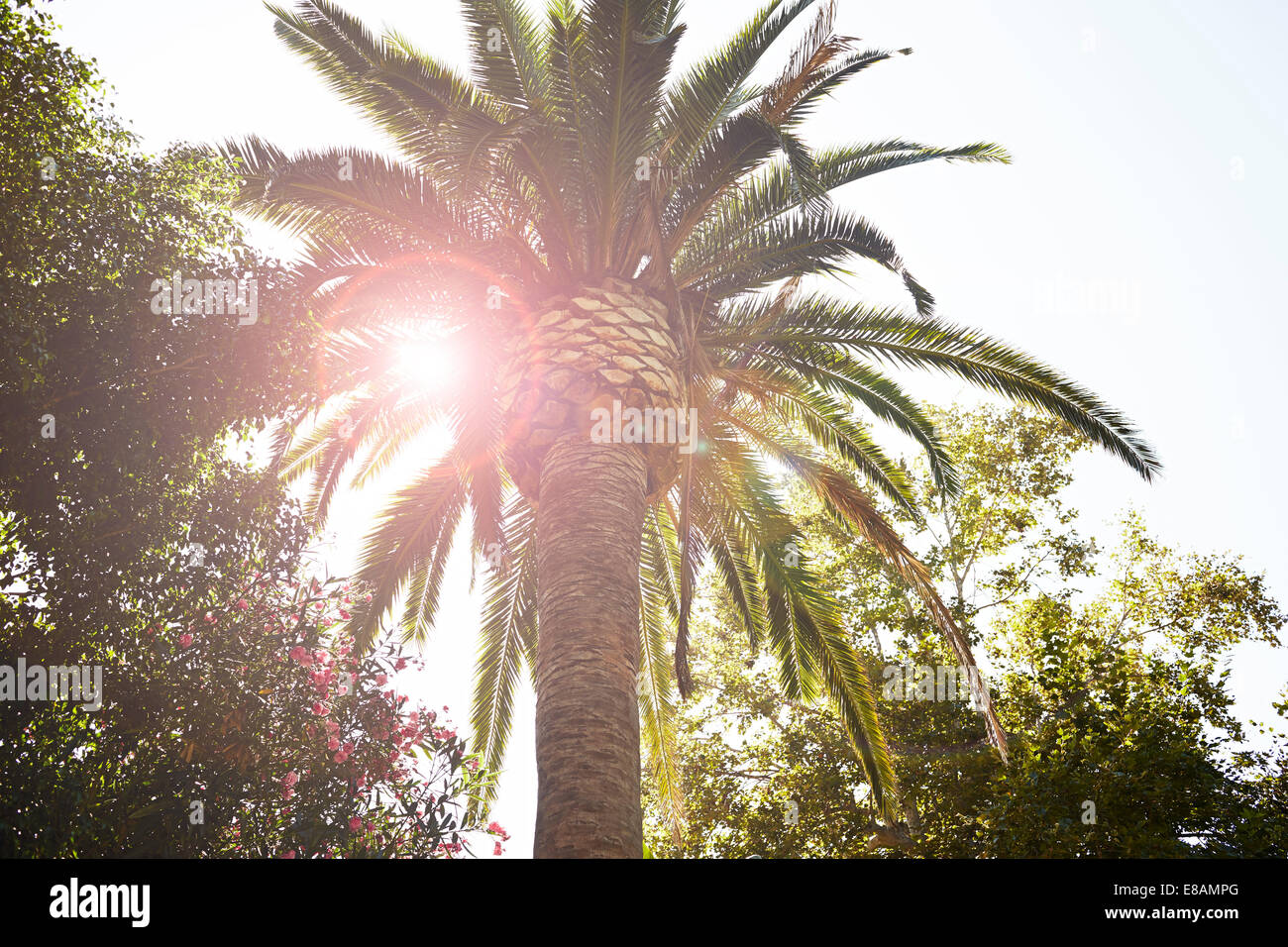 Palm tree in sunlight Stock Photo - Alamy
