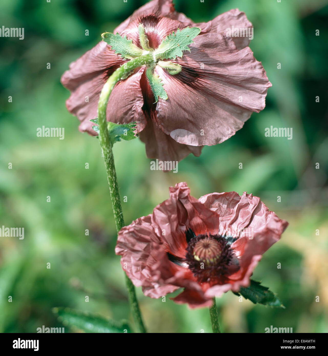 Pattys plum poppy hi-res stock photography and images - Alamy