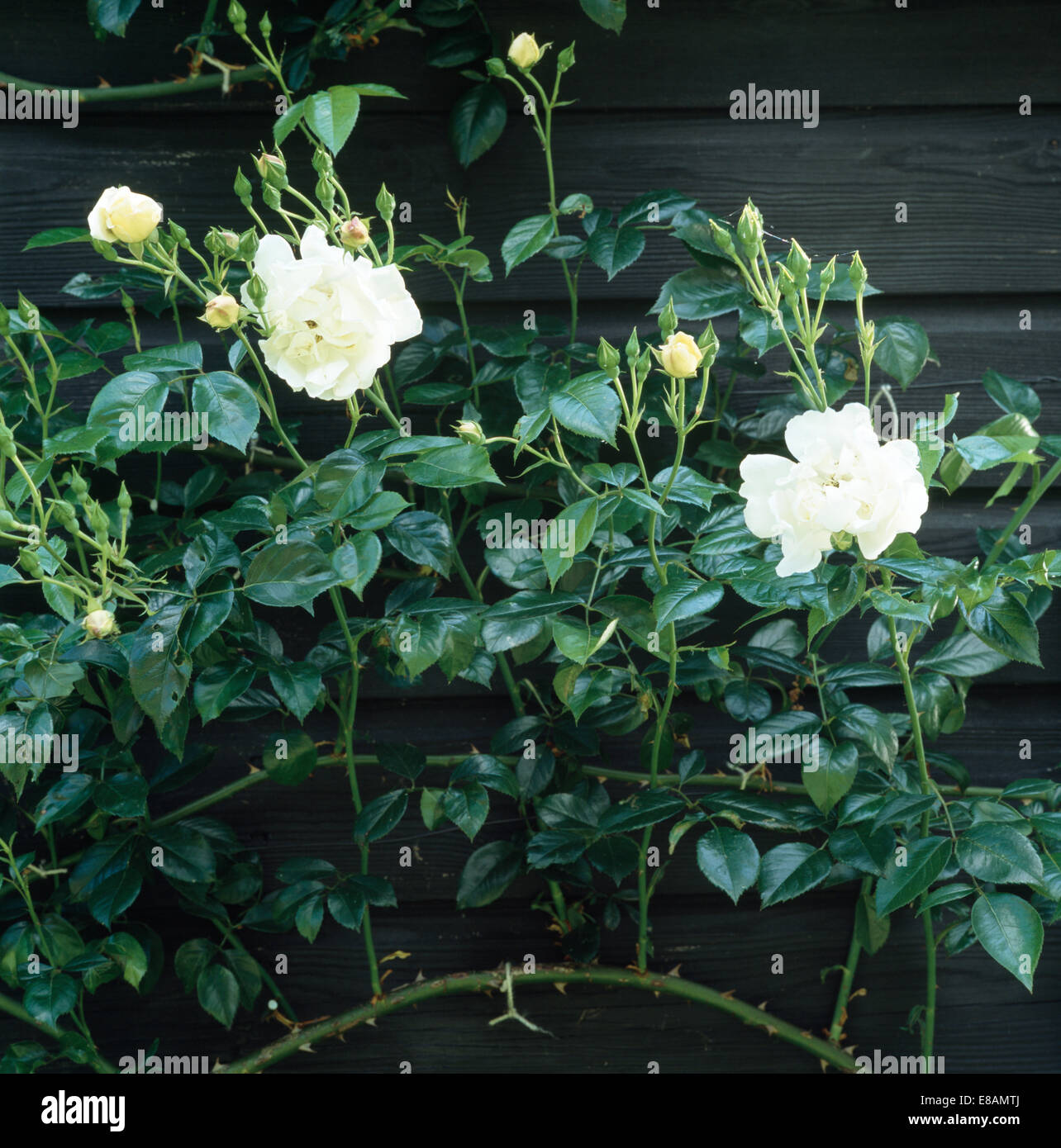 Shrub of white roses hi-res stock photography and images - Alamy