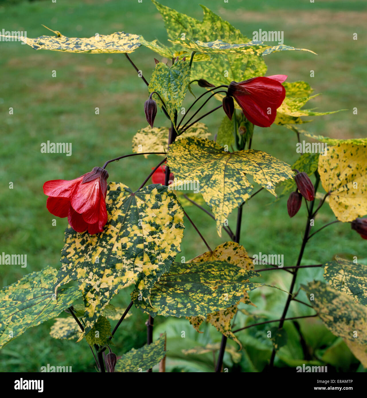 Red abutilon hi-res stock photography and images - Alamy