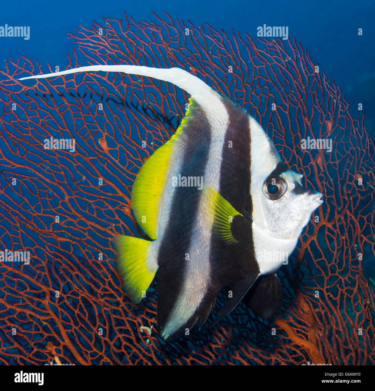 Longfin bannerfish hi-res stock photography and images - Alamy