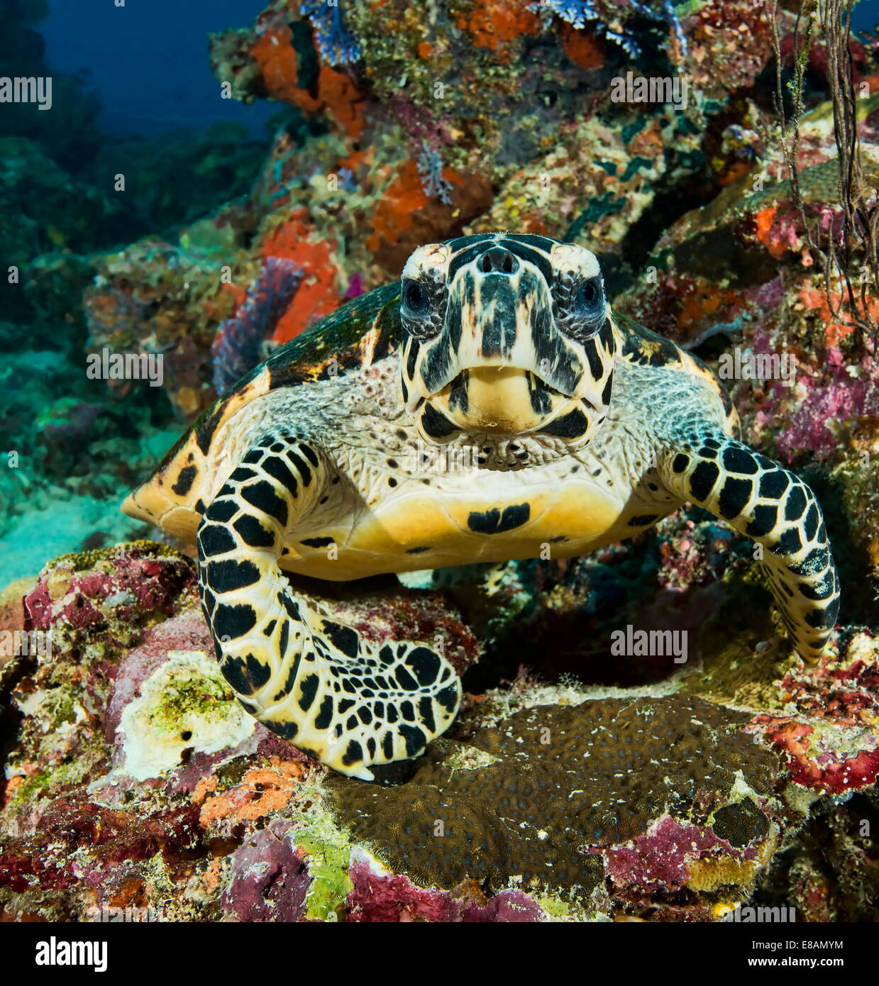 Marine life reptiles reptilia sea turtles hi-res stock photography and ...