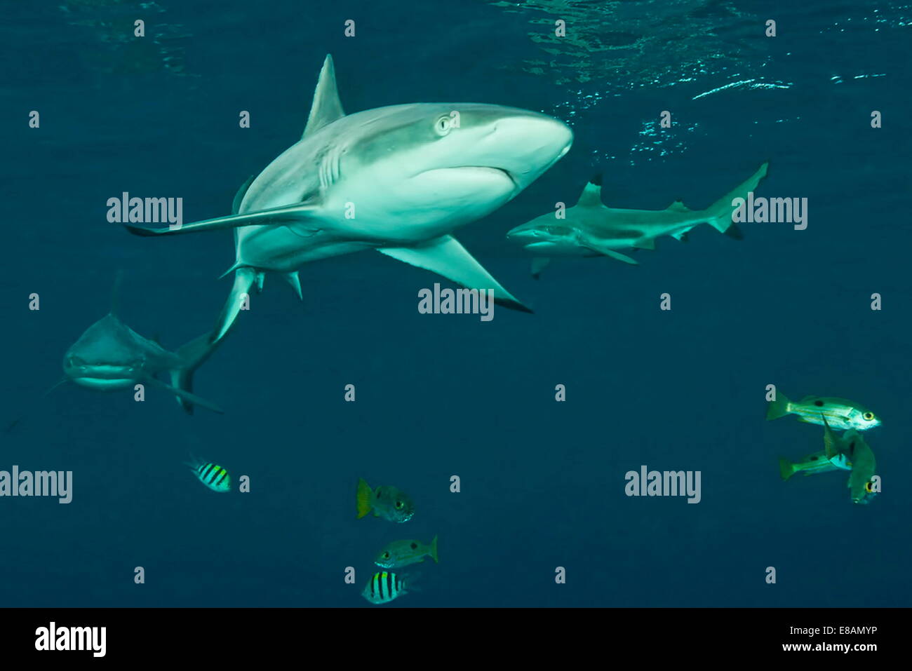 Underwater hazard hi-res stock photography and images - Alamy