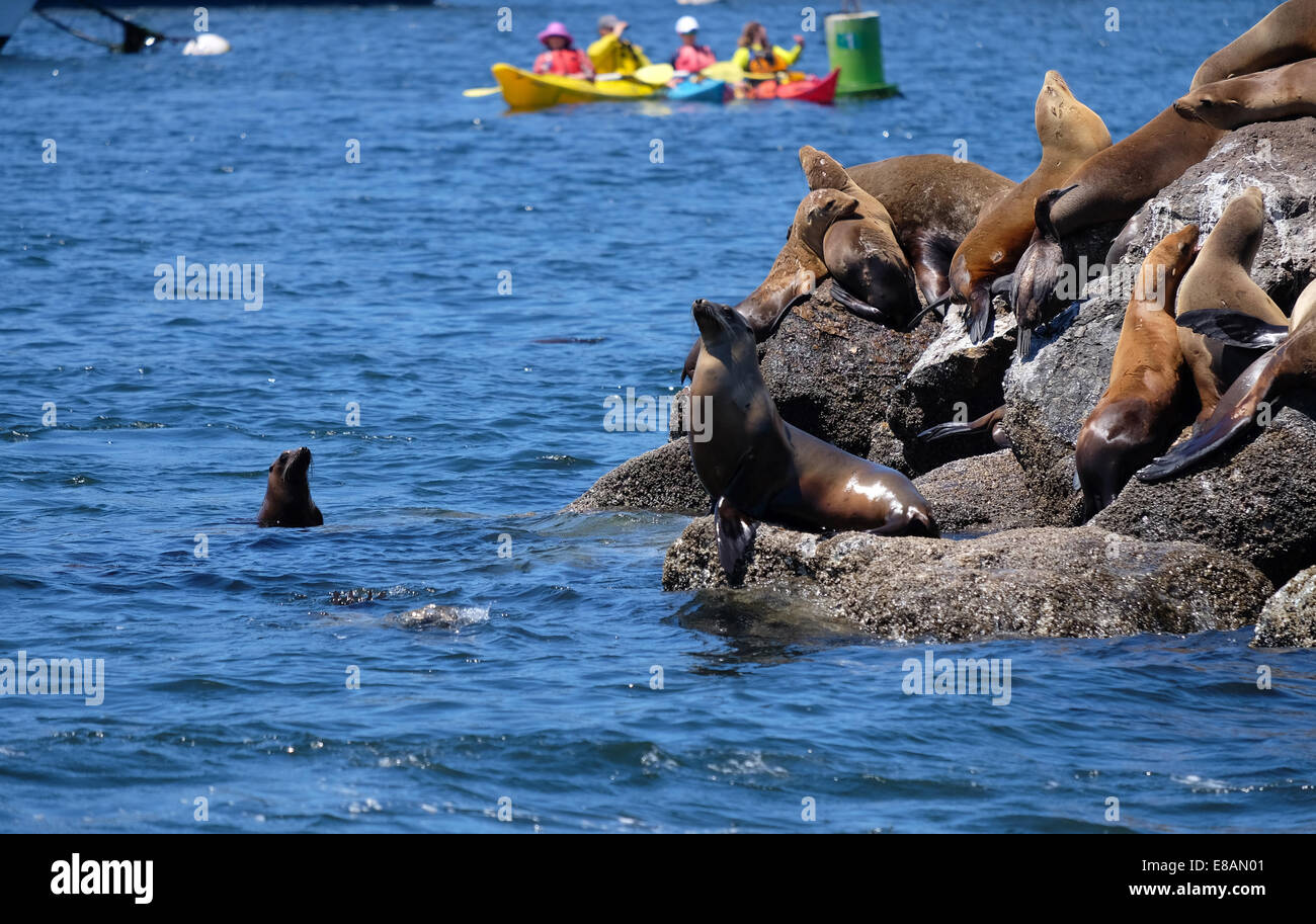 Harbour seals and California sea Lions on the rocks of Monterey Bay ...