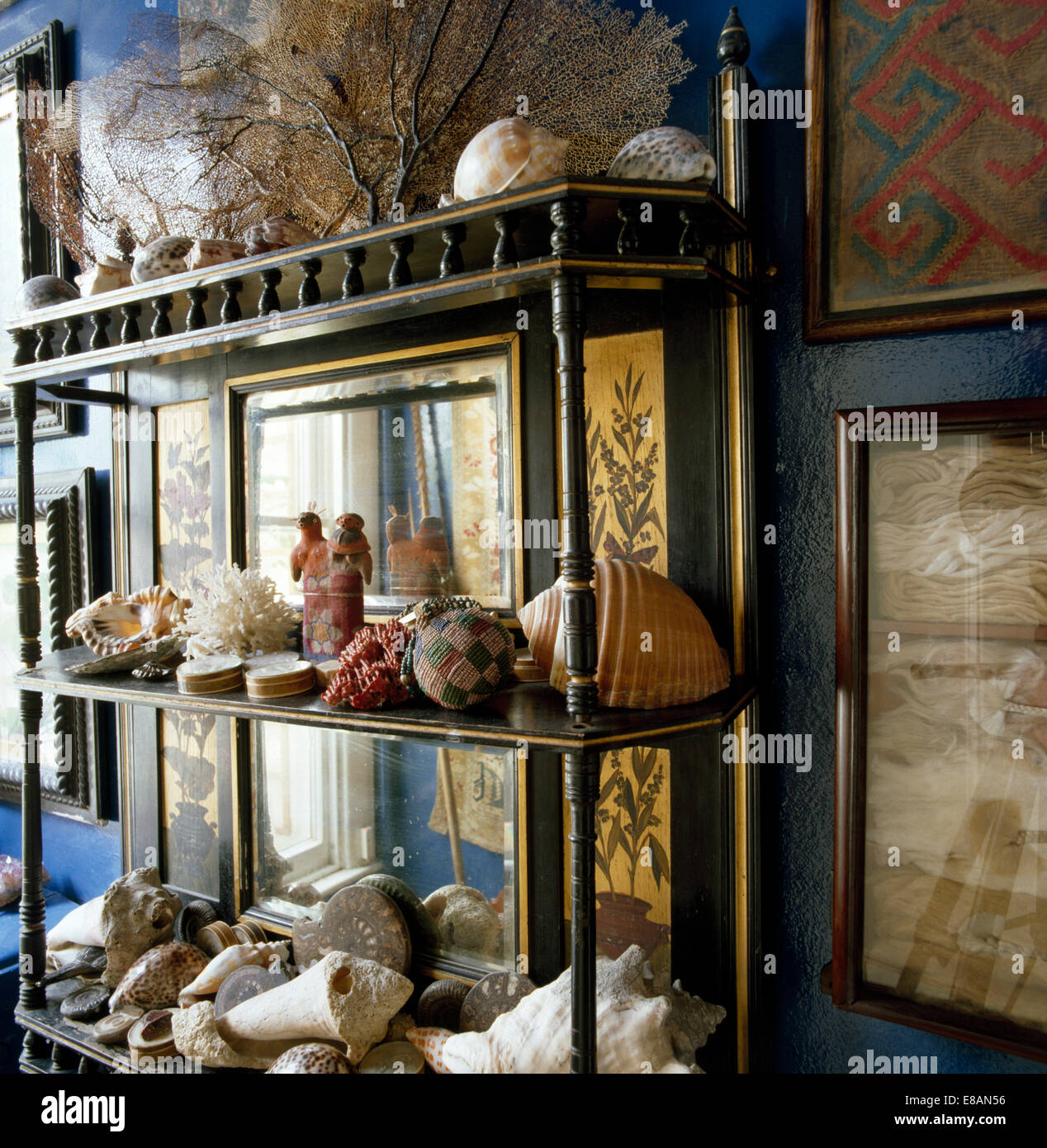 Collection of large seashells on Victorian shelves Stock Photo - Alamy