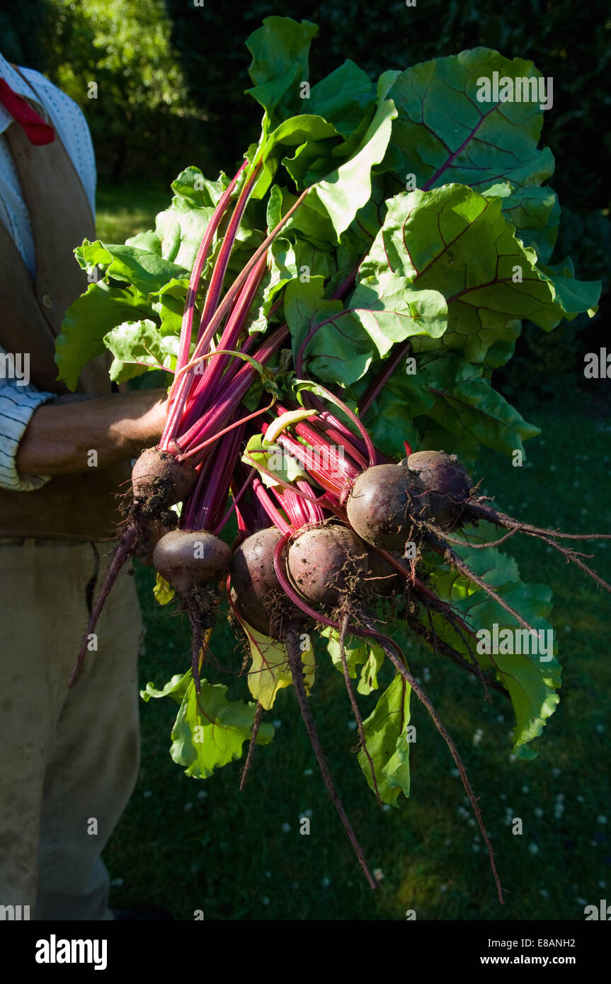 Beetroot holding hi-res stock photography and images - Alamy