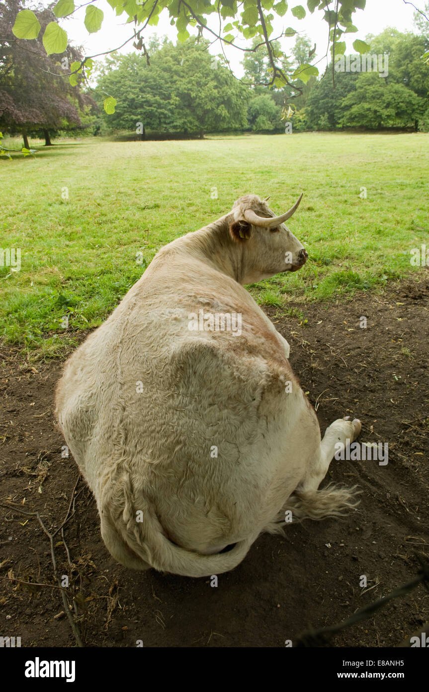 Tree shadow on the ground hi-res stock photography and images - Alamy