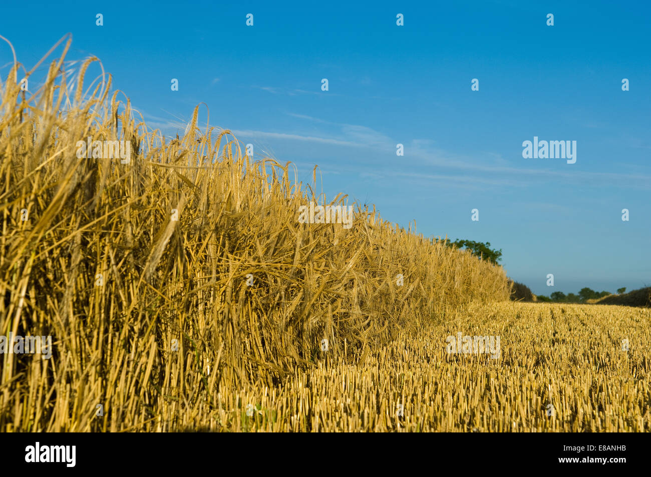 Barley farms hi-res stock photography and images - Alamy