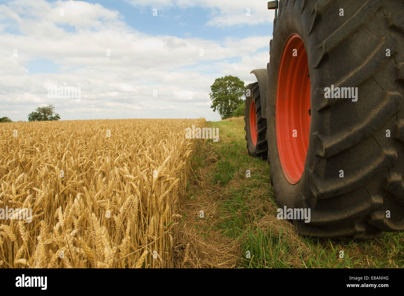 Tractor wheels in field of wheat Stock Photo - Alamy