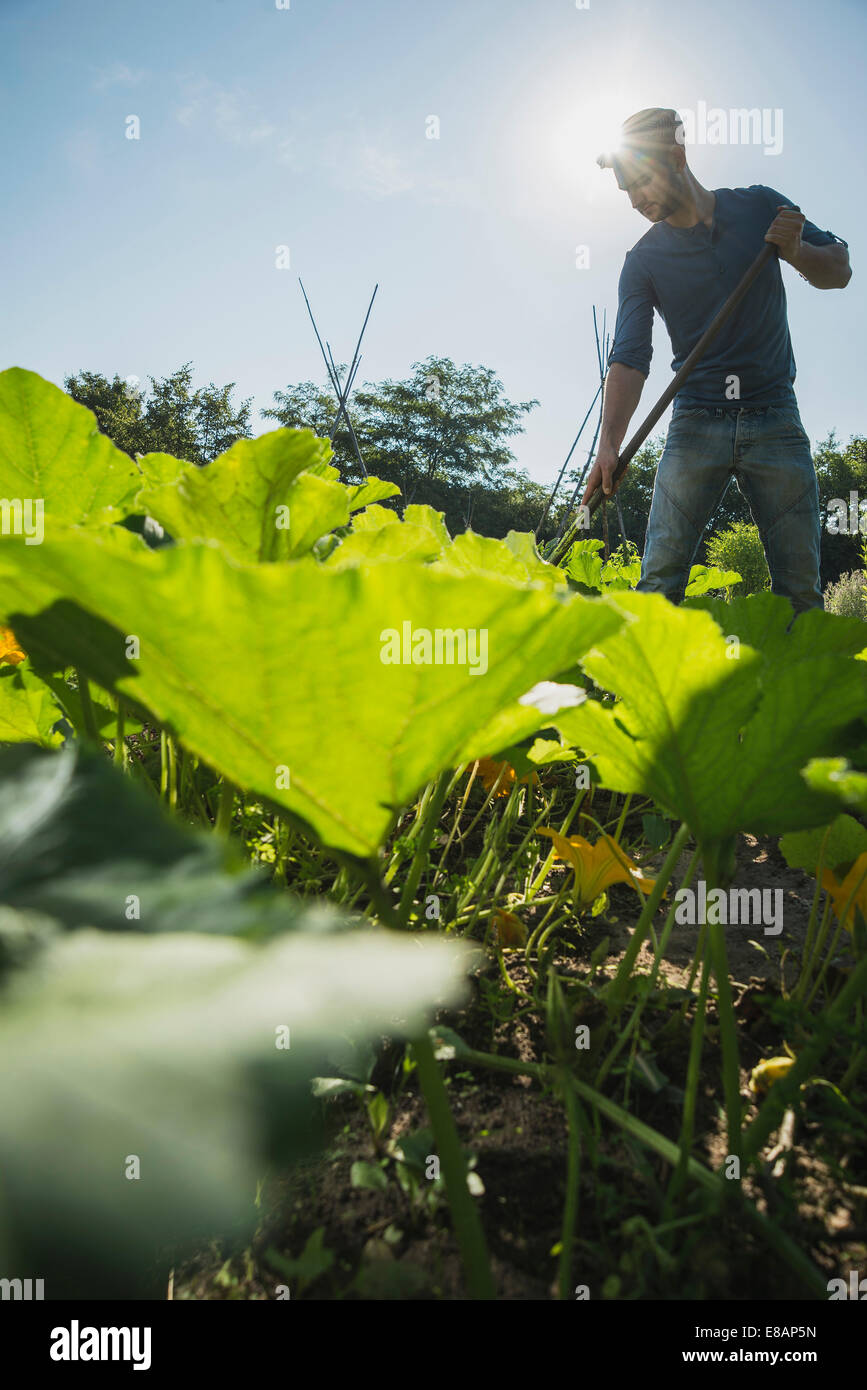 Hoeing garden hi-res stock photography and images - Alamy