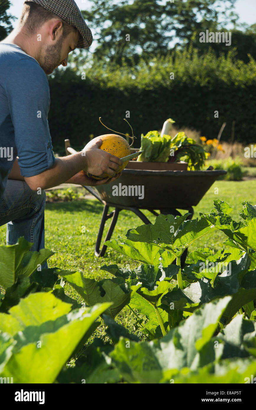 Gardener checking vegetable Stock Photo - Alamy