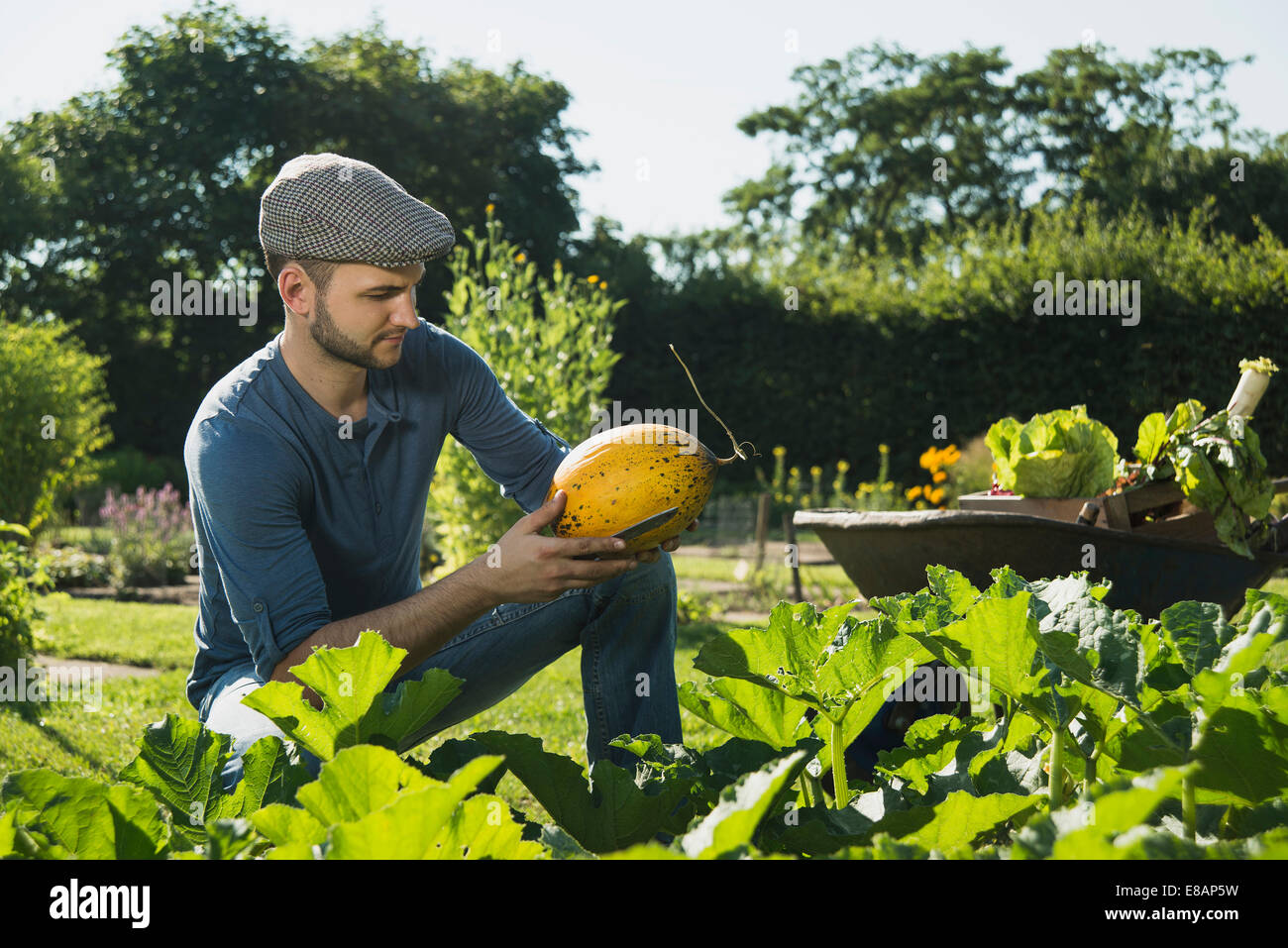 Gardener checking vegetable Stock Photo - Alamy