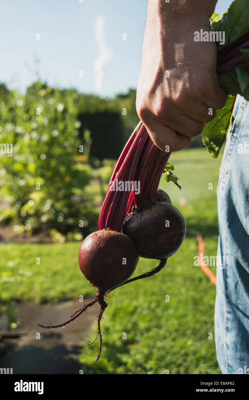 Hand holding beetroot hi-res stock photography and images - Alamy