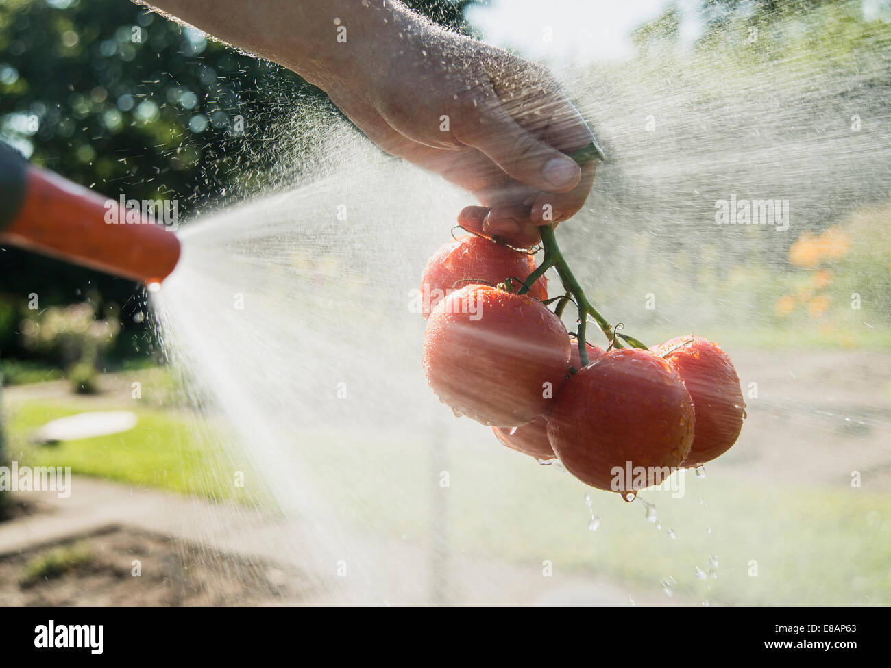 Cleaning tomatoes hi-res stock photography and images - Alamy