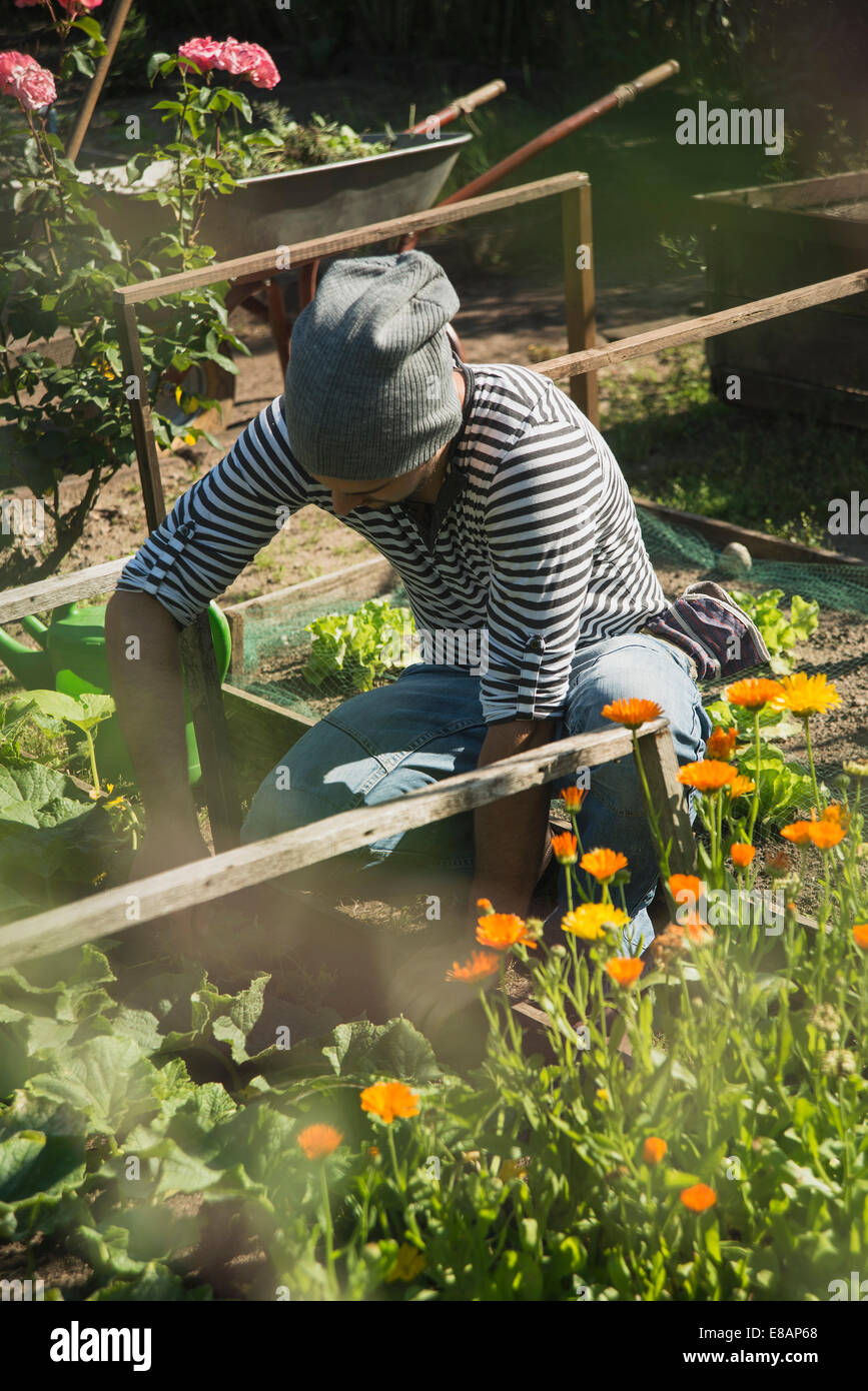 Person looking at vegetable stand hi-res stock photography and images ...
