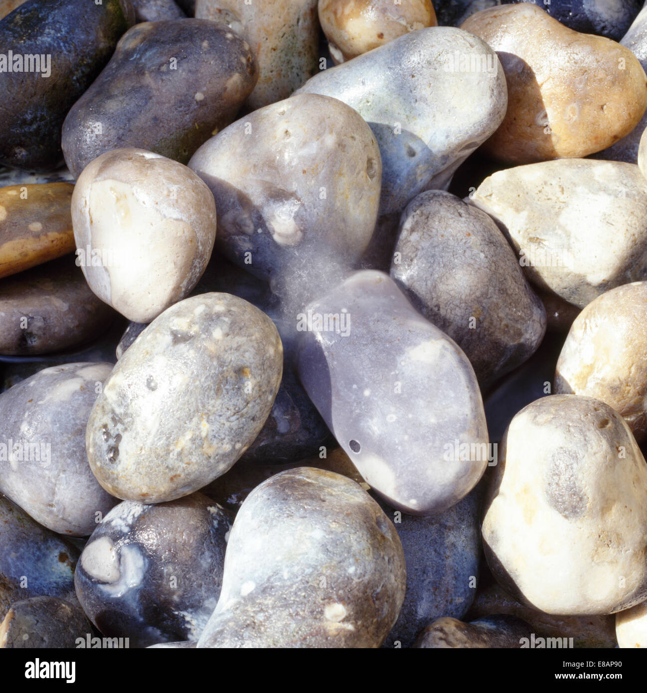 Still-Life of seashore pebbles Stock Photo - Alamy