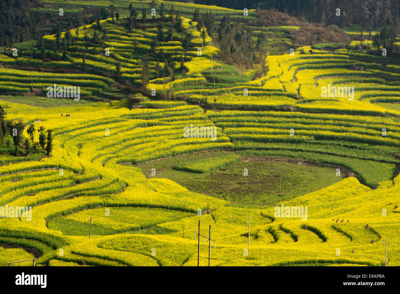 View of yellow field terraces with blooming oil seed rape plants ...