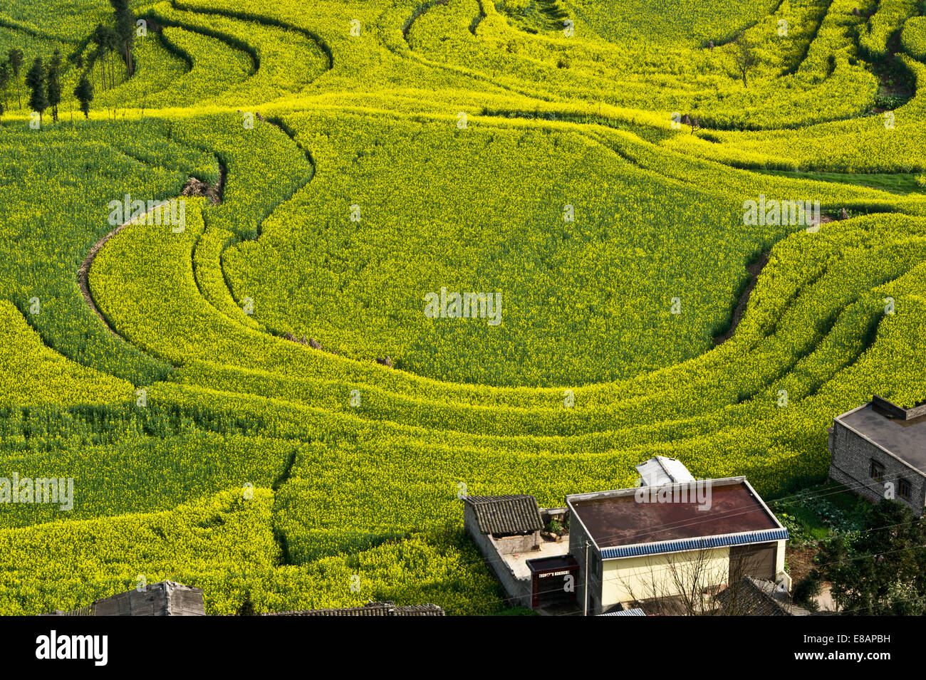 View of farmhouse and yellow field terraces with blooming oil seed rape ...