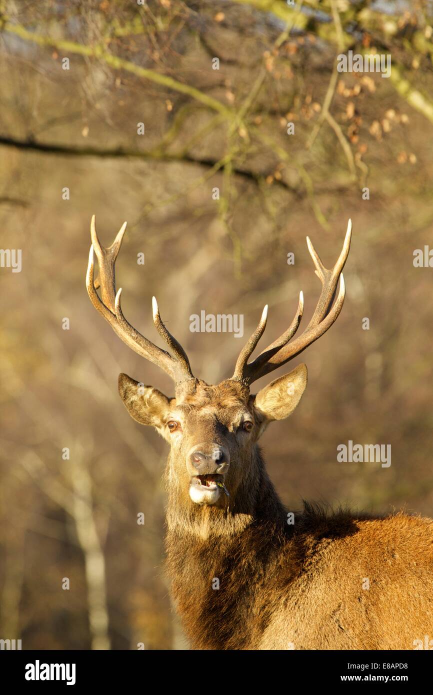 Red deer headshot hi-res stock photography and images - Alamy