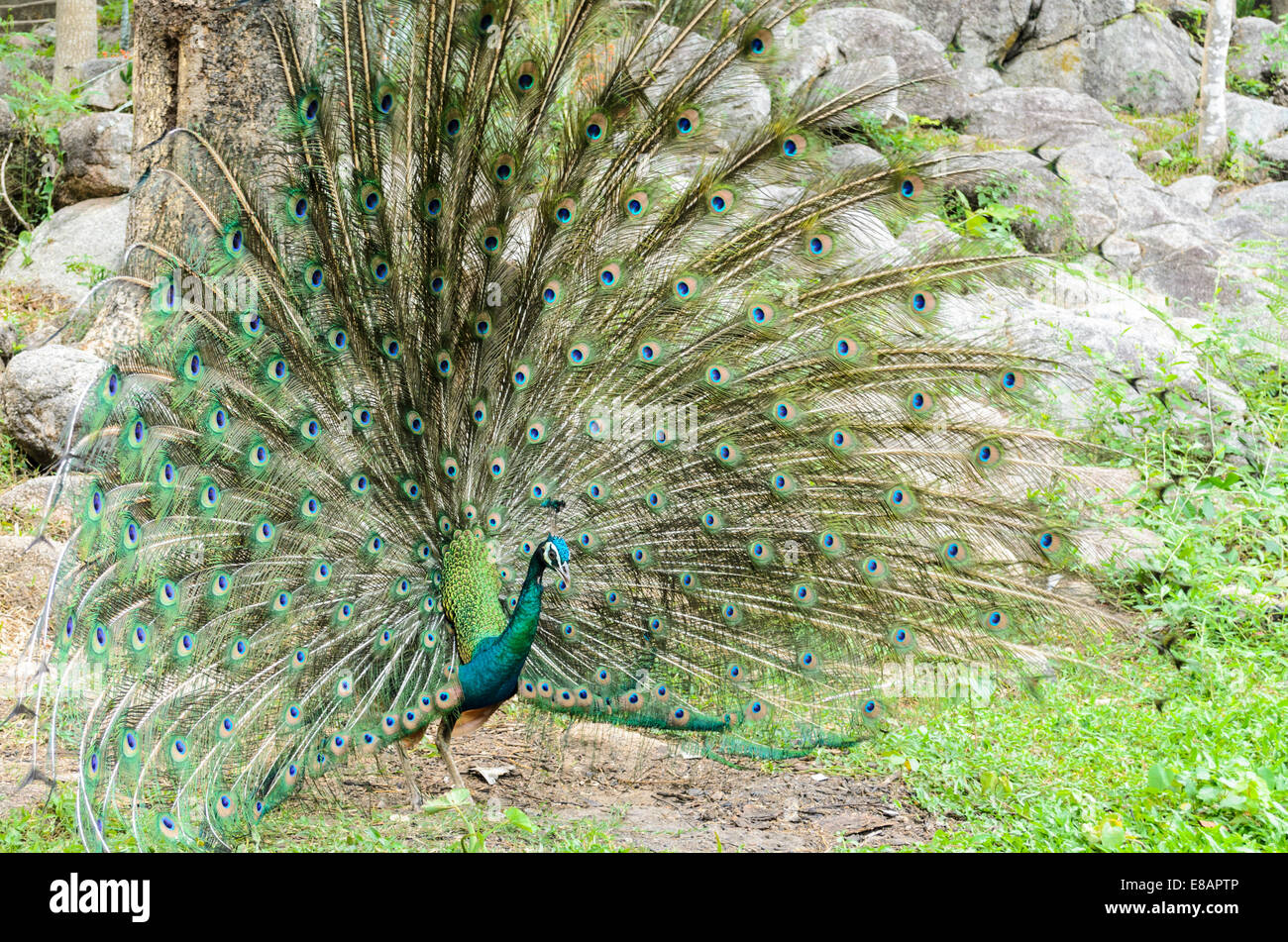 Male peacock display attract mate at grass in forest Stock Photo - Alamy