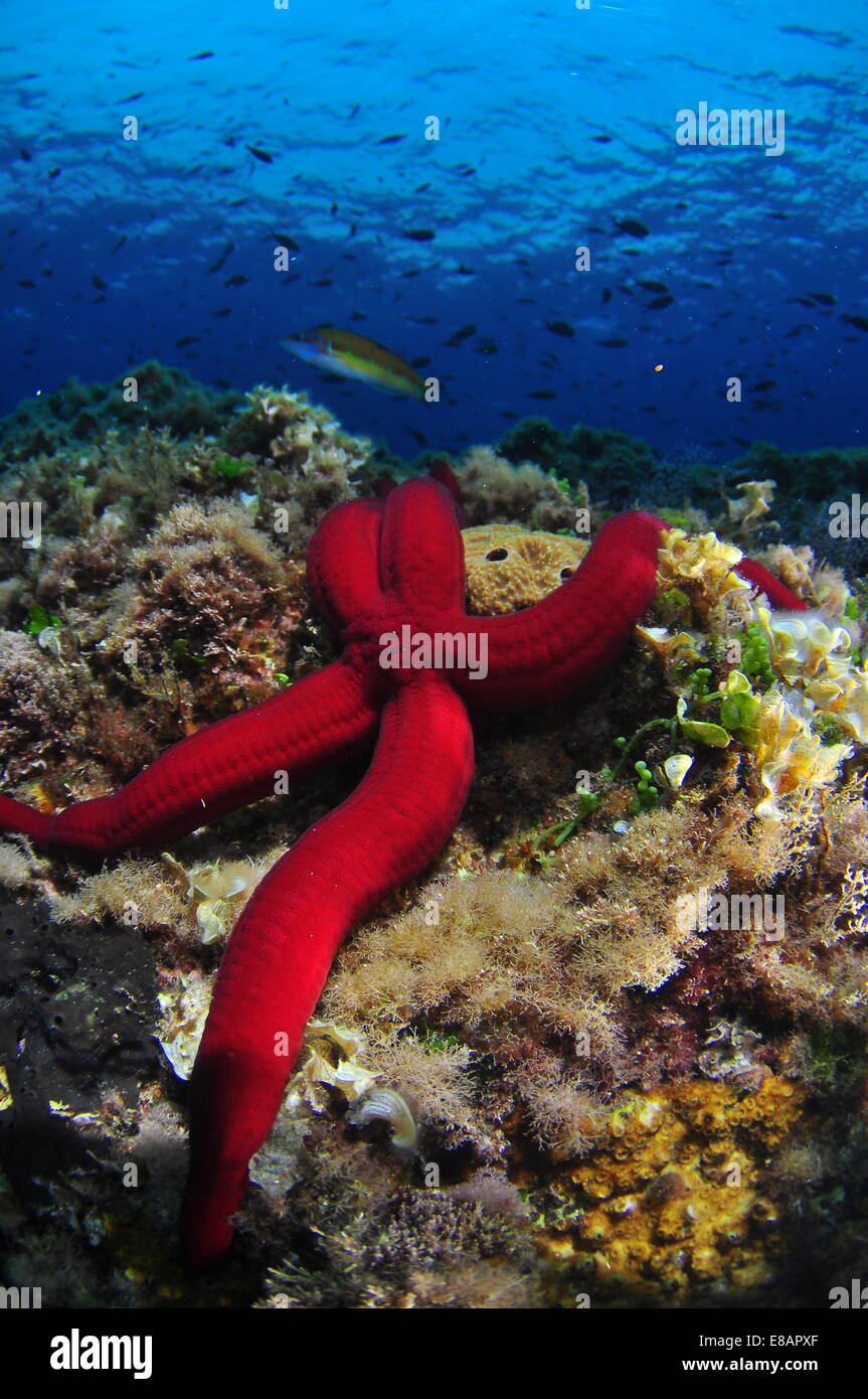 Starfish underwater hi-res stock photography and images - Alamy