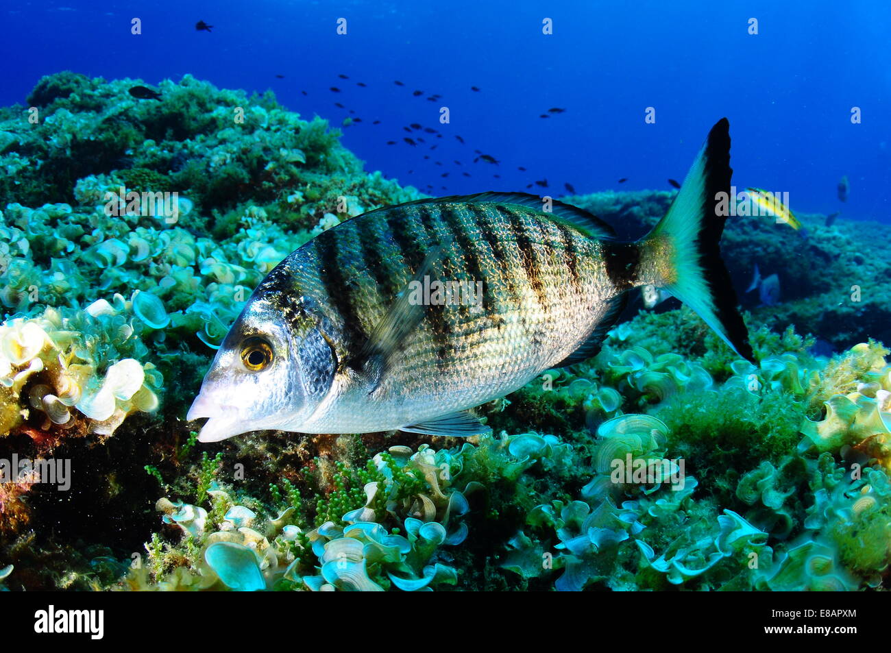 Sargo hi-res stock photography and images - Alamy