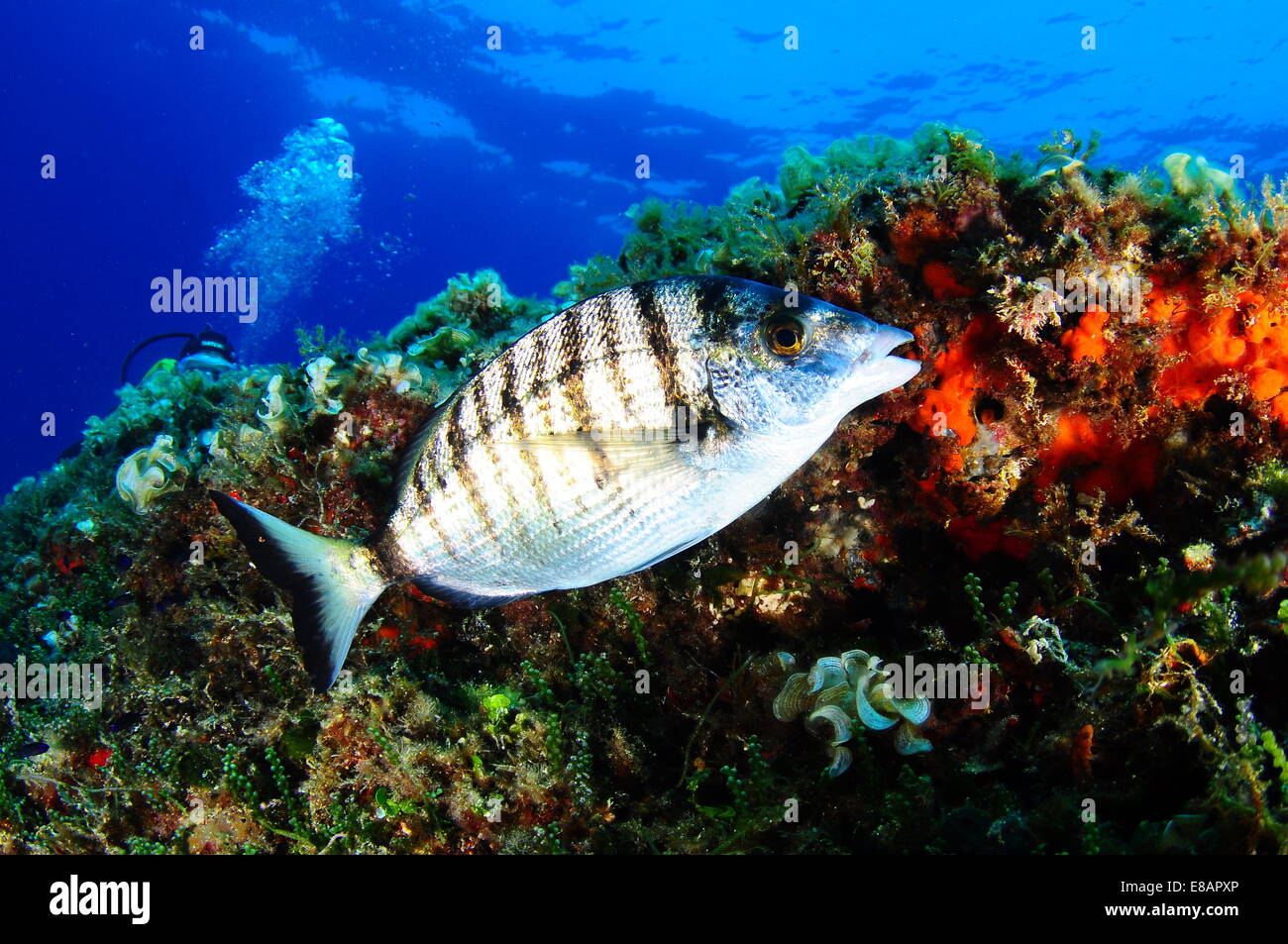 Sargo fish in spain Stock Photo - Alamy