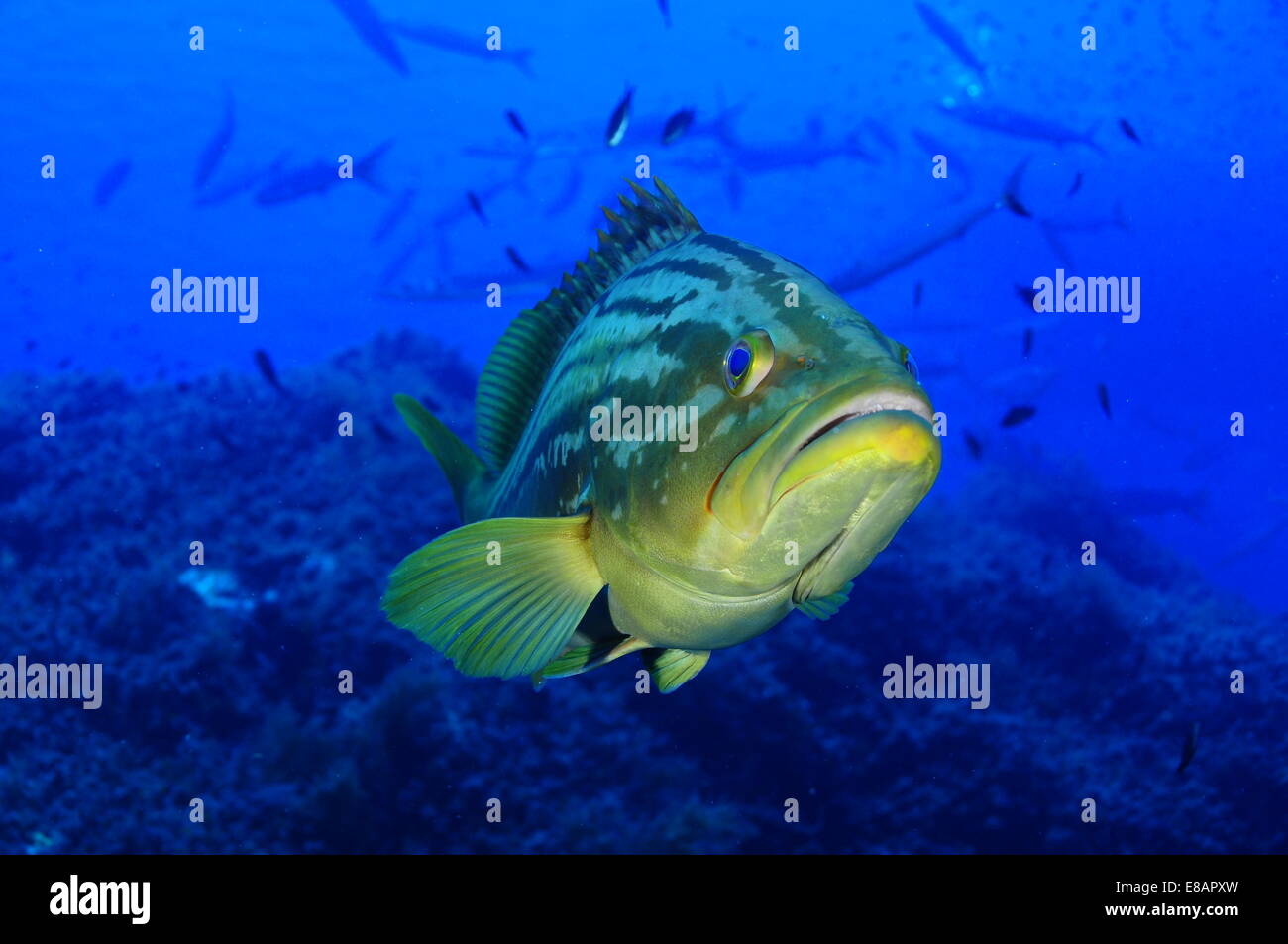 Blue grouper fish hi-res stock photography and images - Alamy