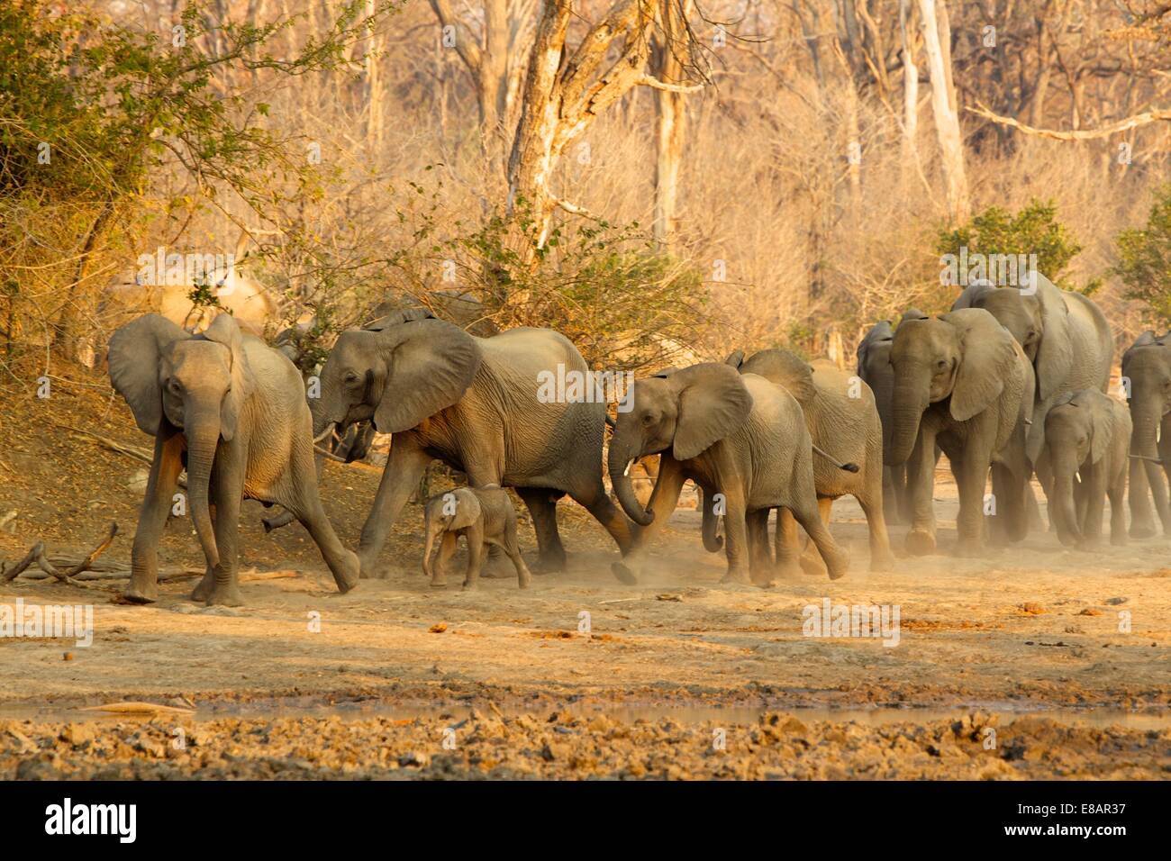 African Elephants Running High Resolution Stock Photography and Images ...
