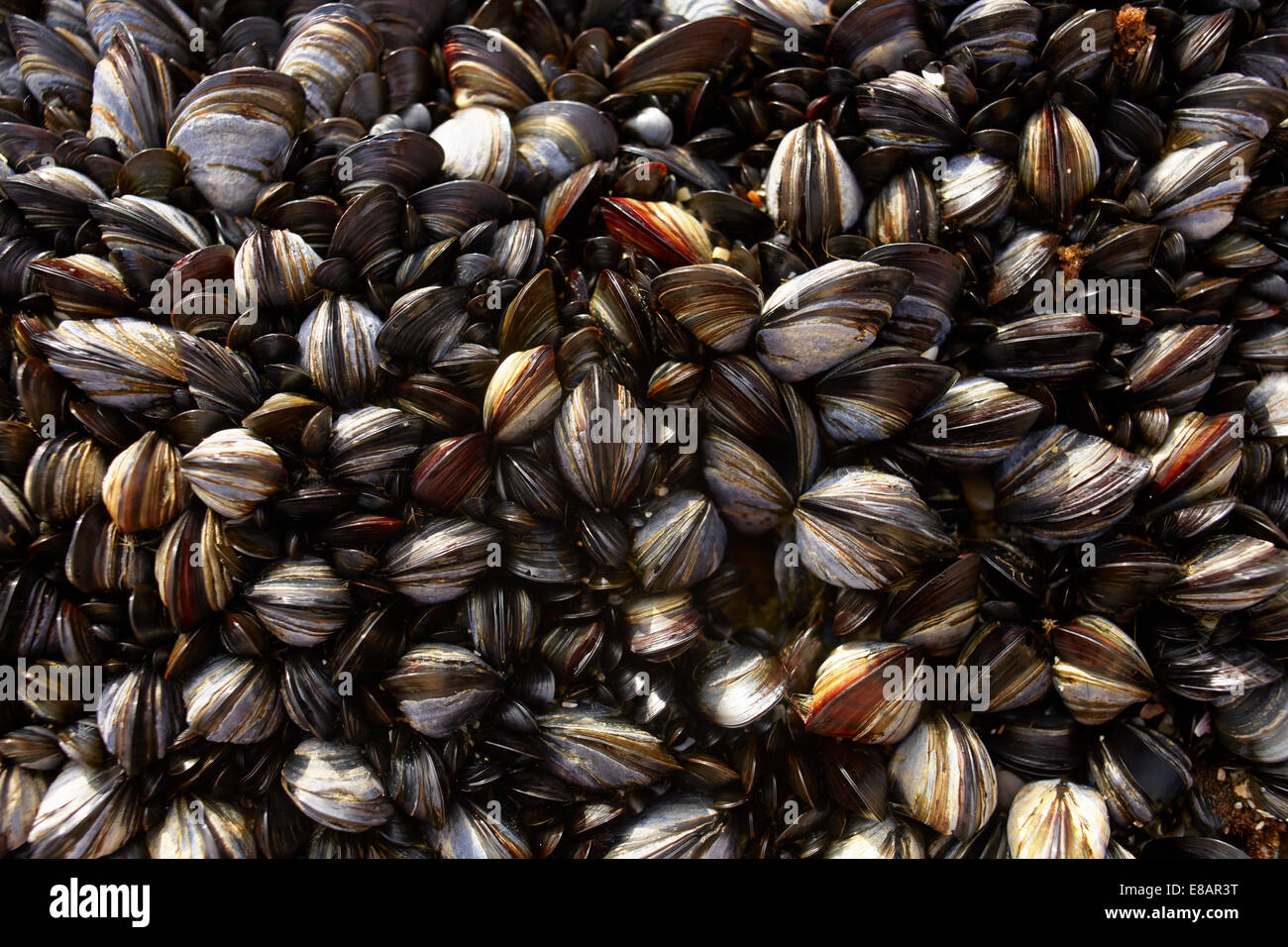 Very large mussels hi-res stock photography and images - Alamy