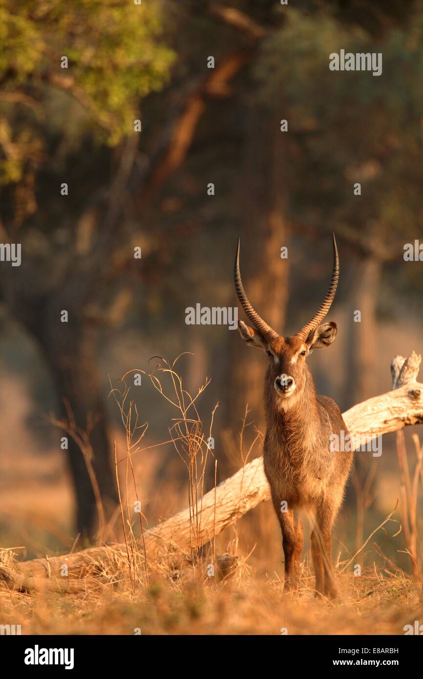 Portrait of alert waterbuck bull (Kobus ellipsiprymnus ), Mana Pools ...