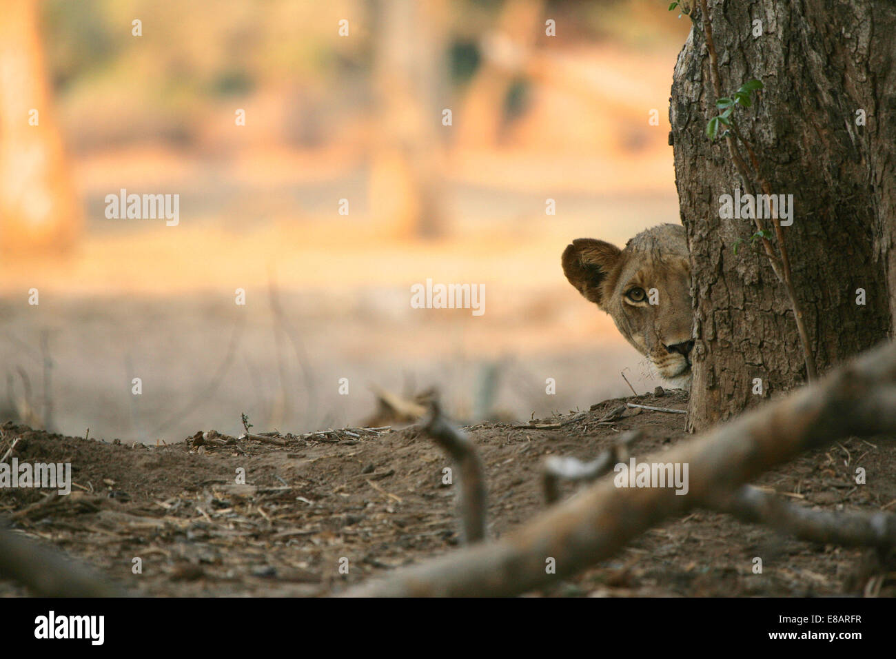 Lion cub behind young tree hi-res stock photography and images - Alamy