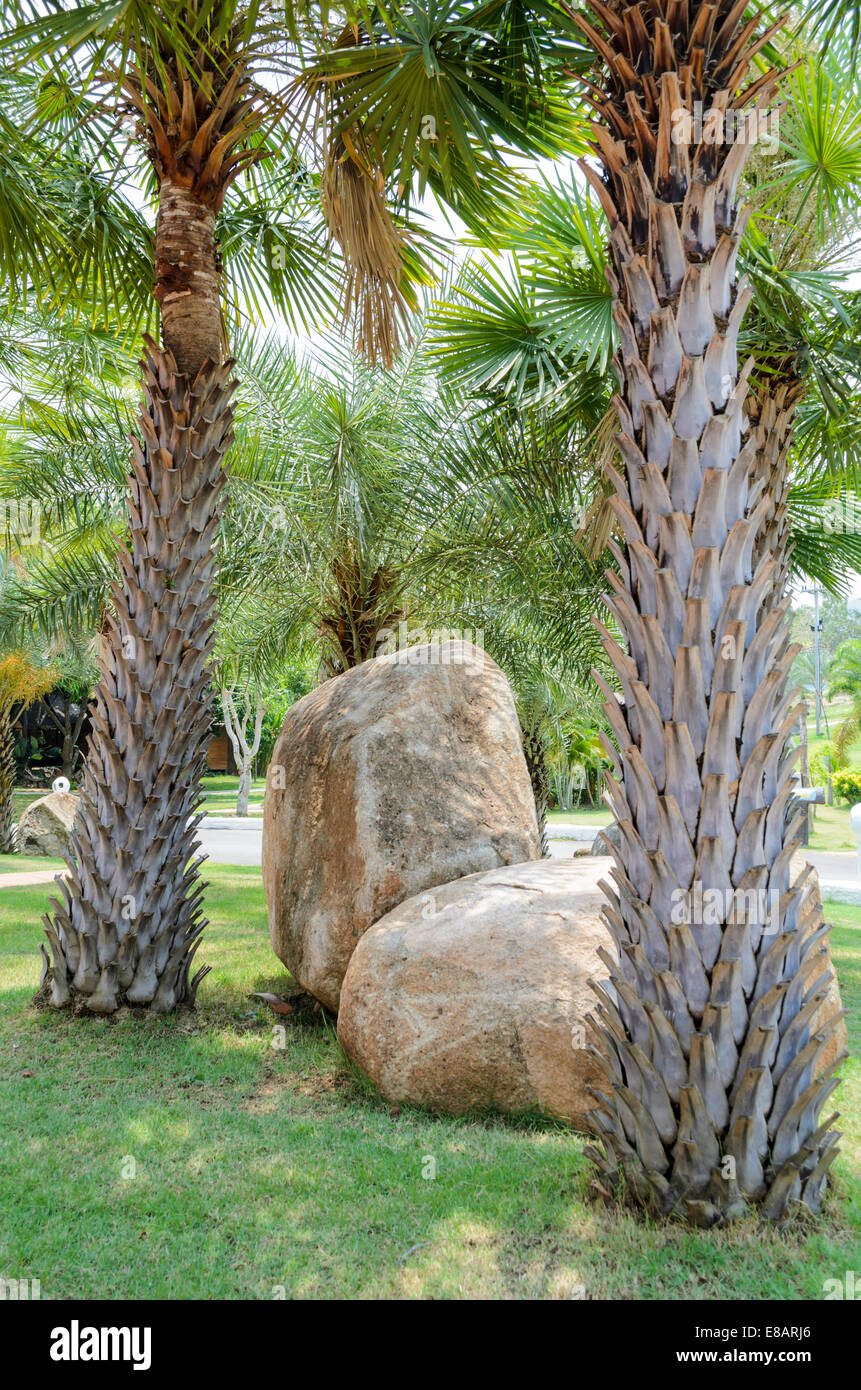 Palms tree and stones ornamental in the garden Stock Photo - Alamy