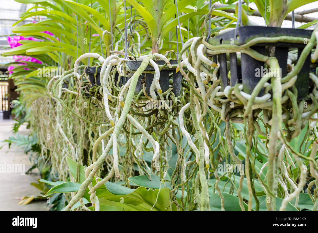 Orchid root hi-res stock photography and images - Alamy