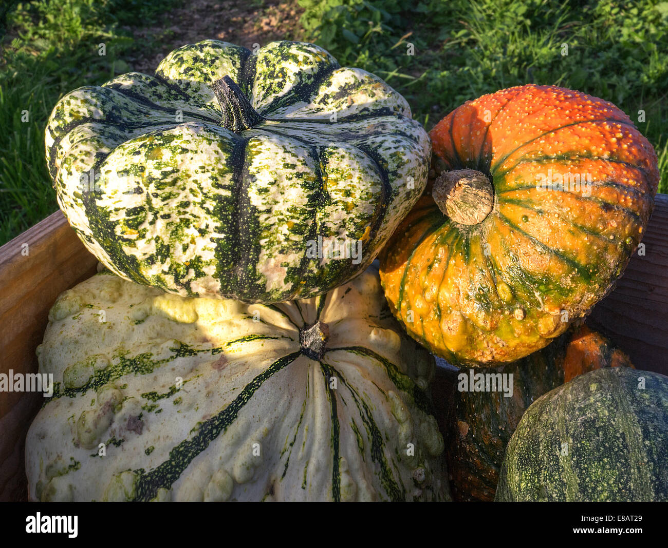 Big ornamental pumpkins Stock Photo - Alamy