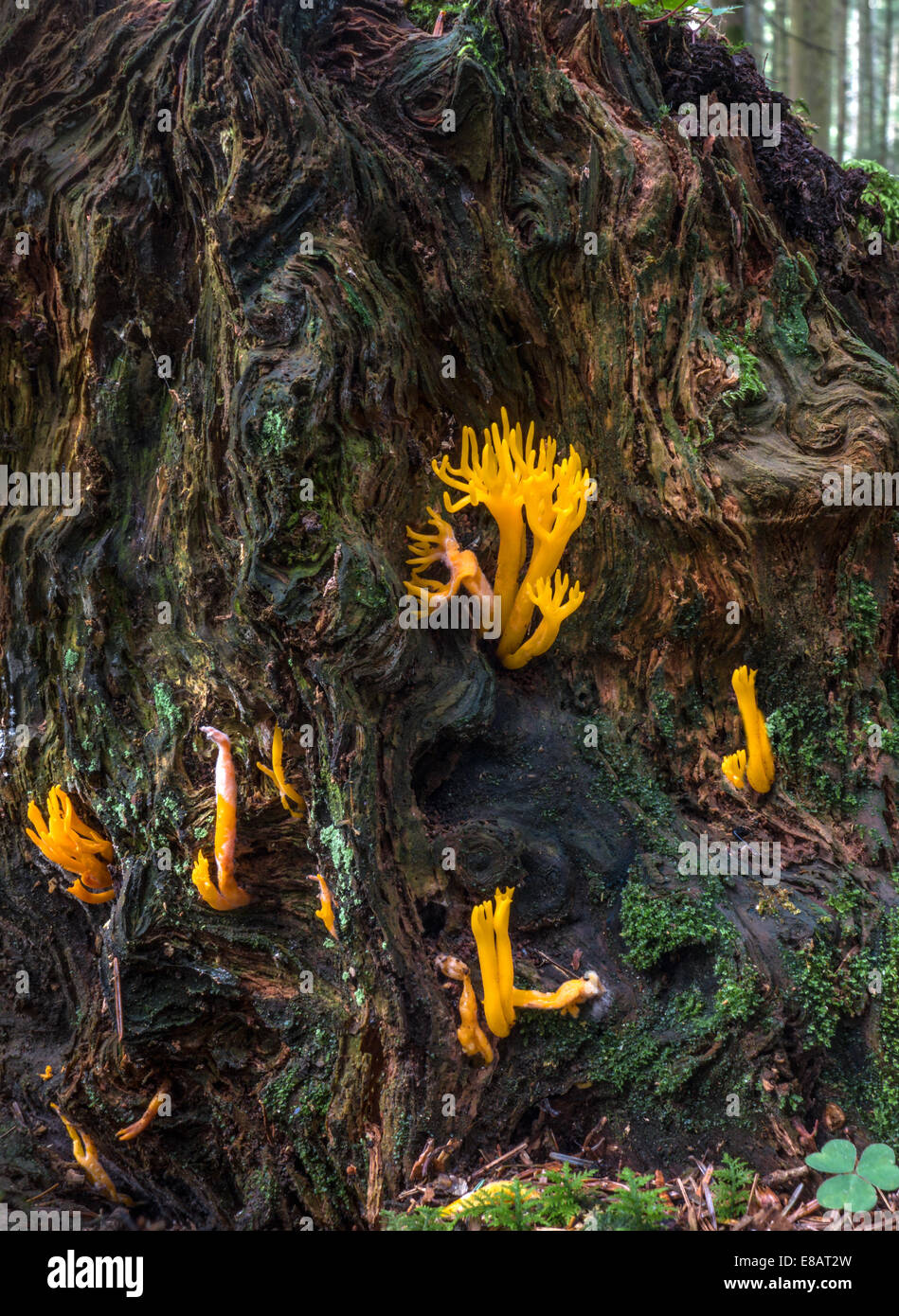 Goats beard mushroom - Calocera viscosa Stock Photo - Alamy