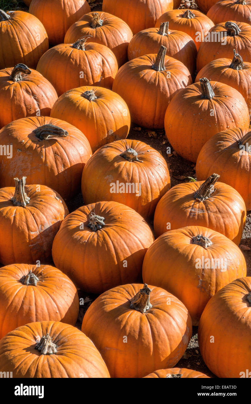 Germany autumn pumpkins hi-res stock photography and images - Alamy