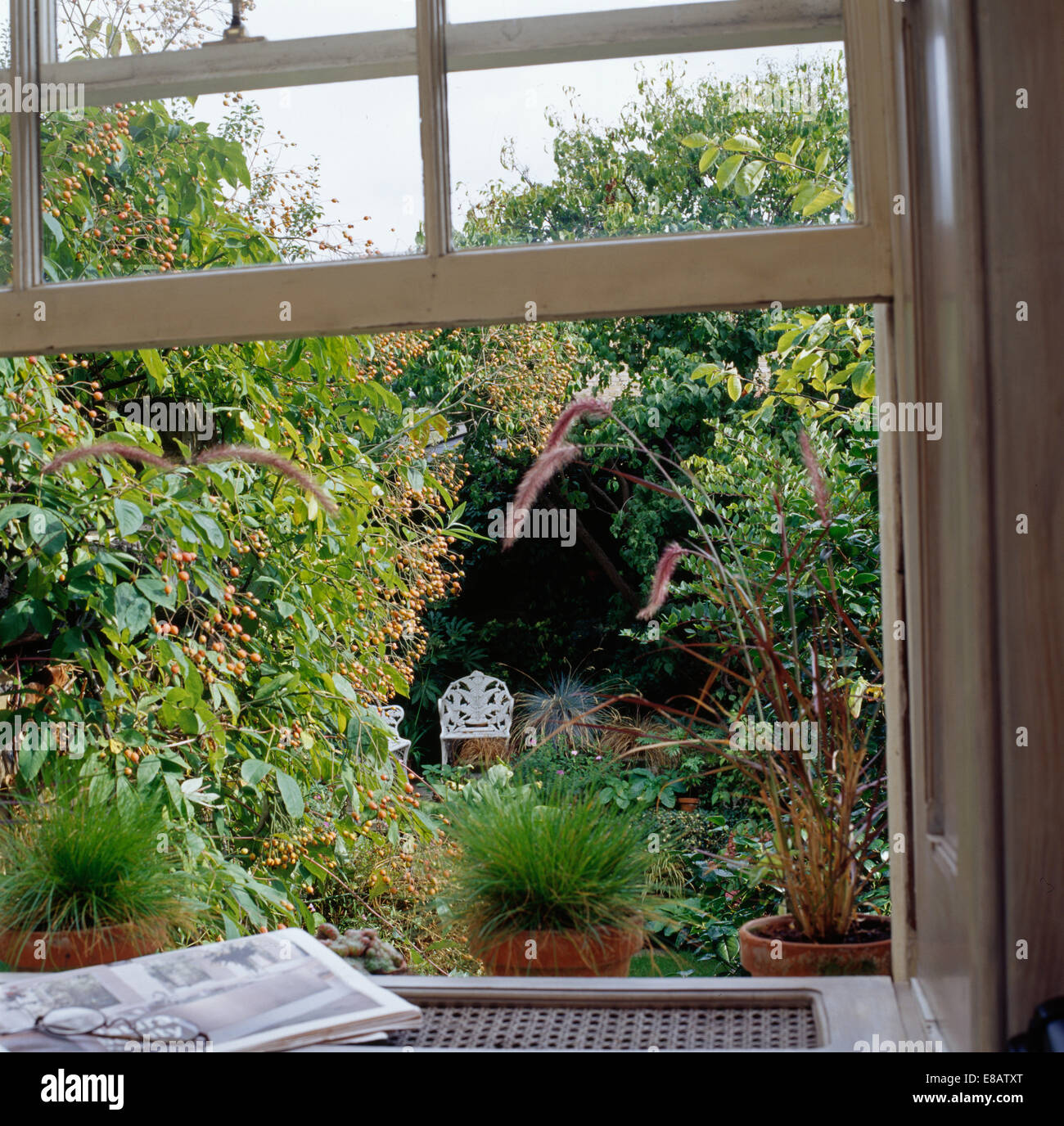 View through window of lush green shrubs in town garden with white ...