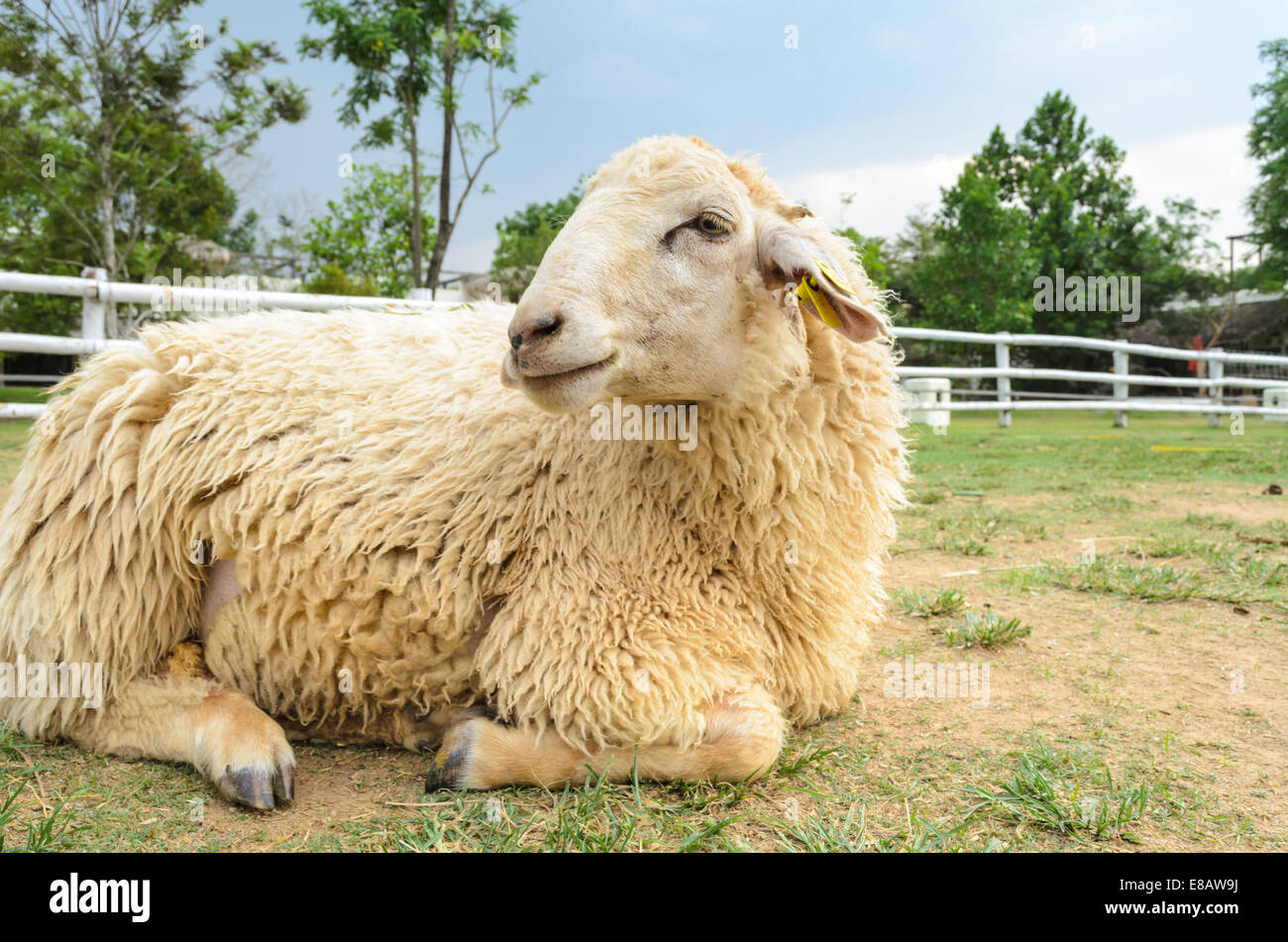 Outdoor resting sheep hi-res stock photography and images - Alamy