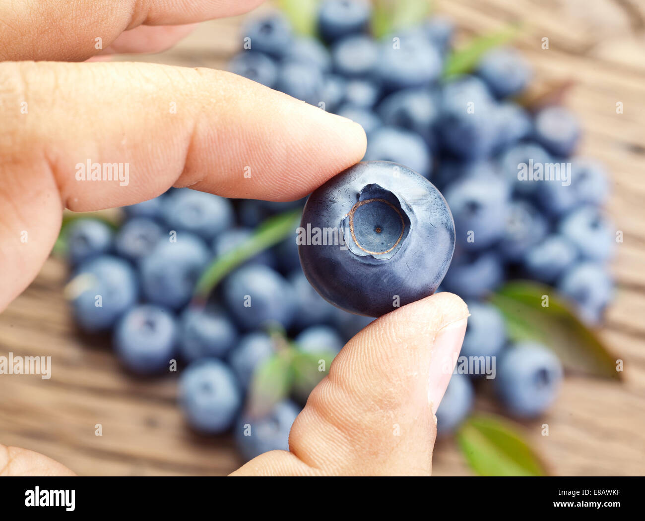 Blueberry in the man's hand. Blueberries over old wooden table in the ...