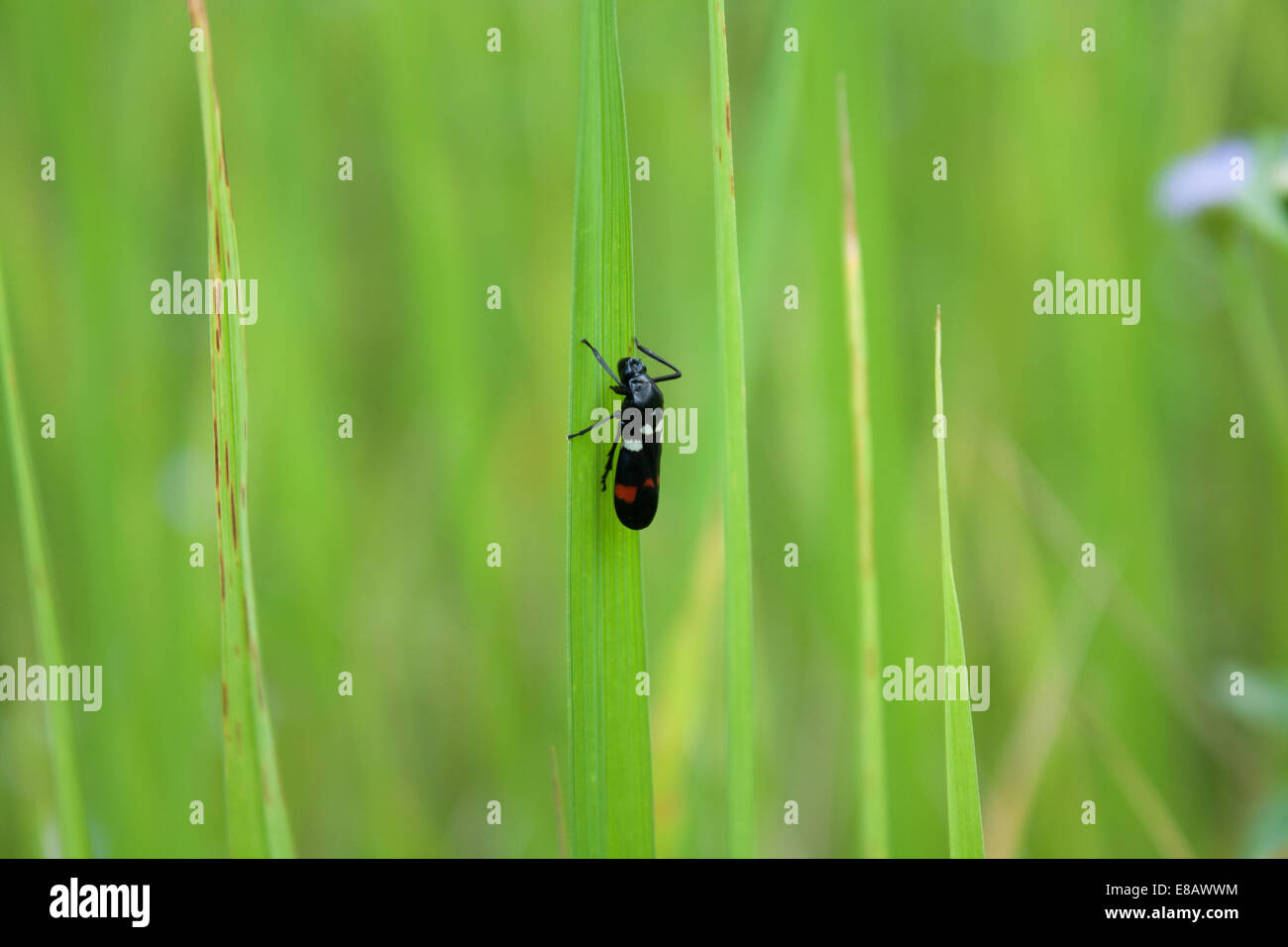 rice field in the first farm season and pest Stock Photo - Alamy