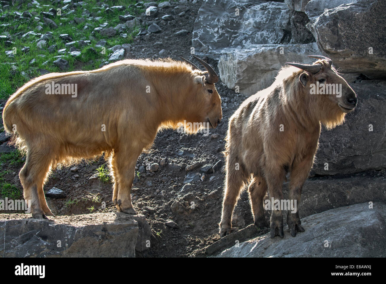 Two golden takins (Budorcas taxicolor bedfordi) in rock face, native to ...